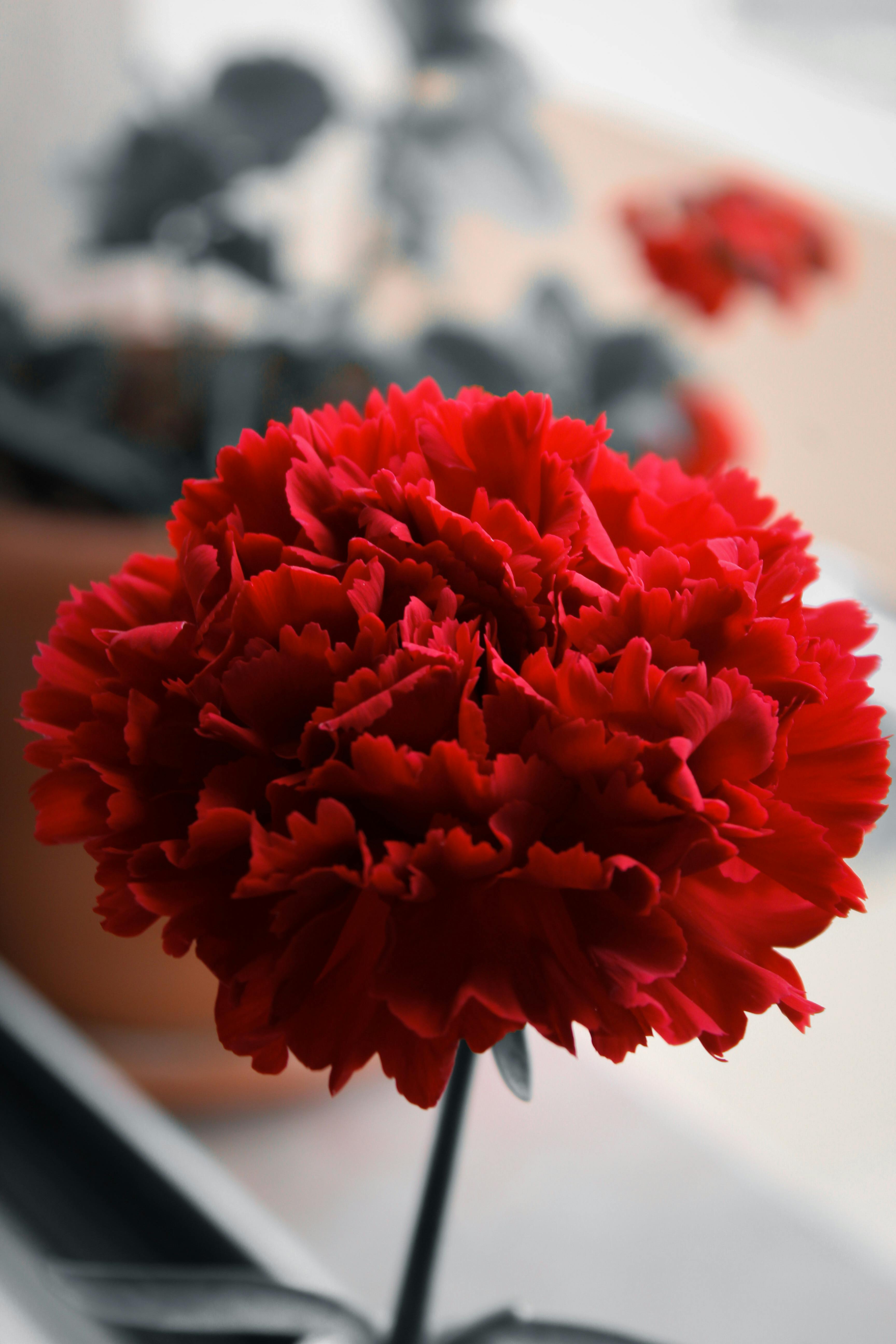 Close-Up Shot of a Carnation · Free Stock Photo