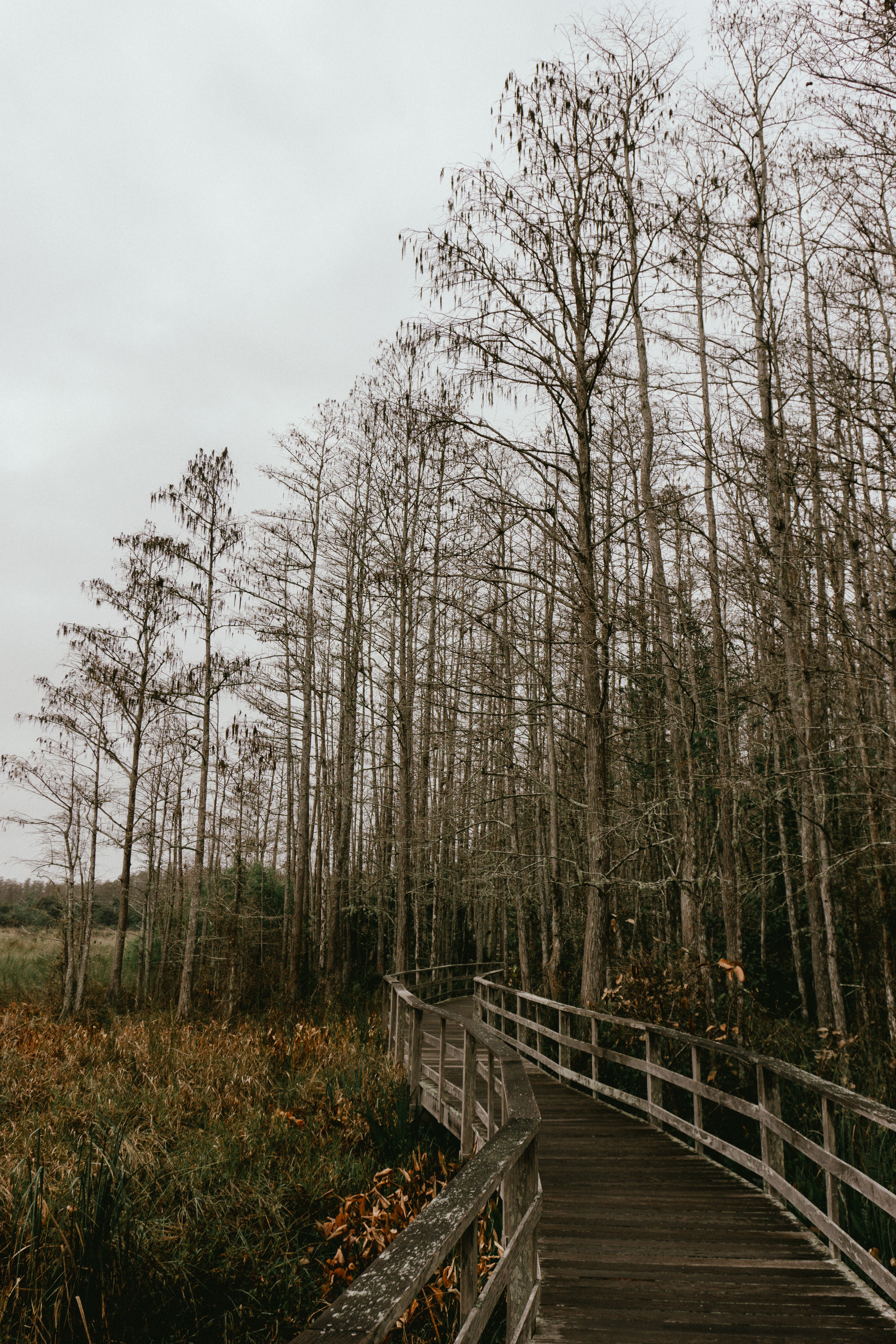Wooden Pathway in the Woods · Free Stock Photo