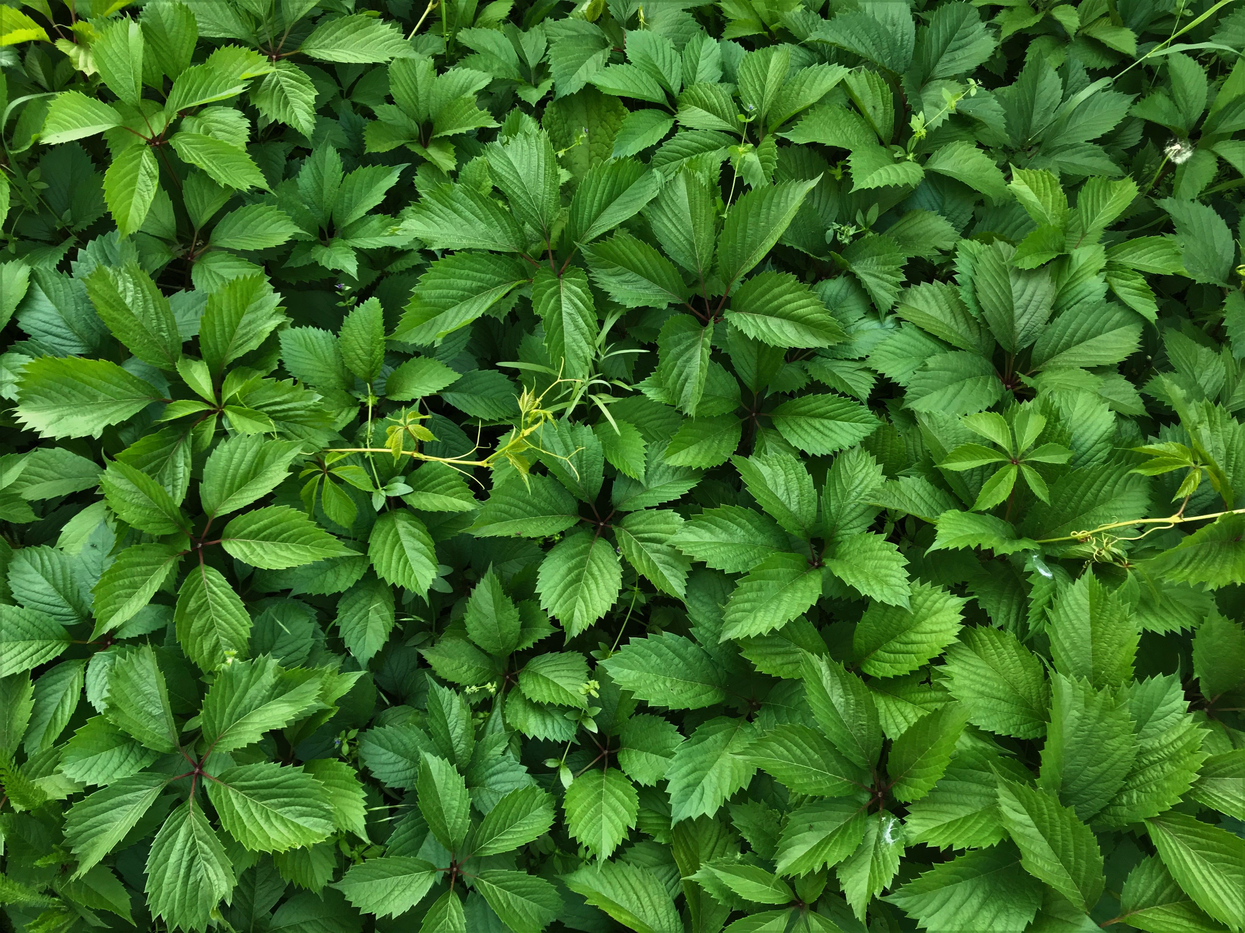 Photo of Green Shatavari Plant · Free Stock Photo