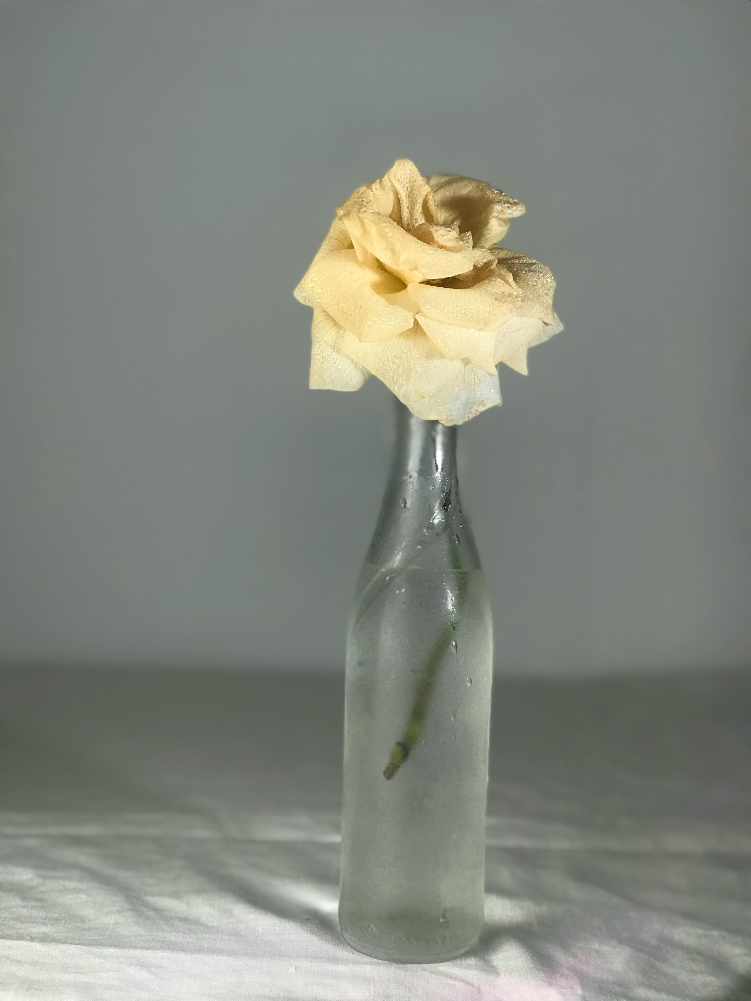 White Rose in Clear Glass Bottle · Free Stock Photo
