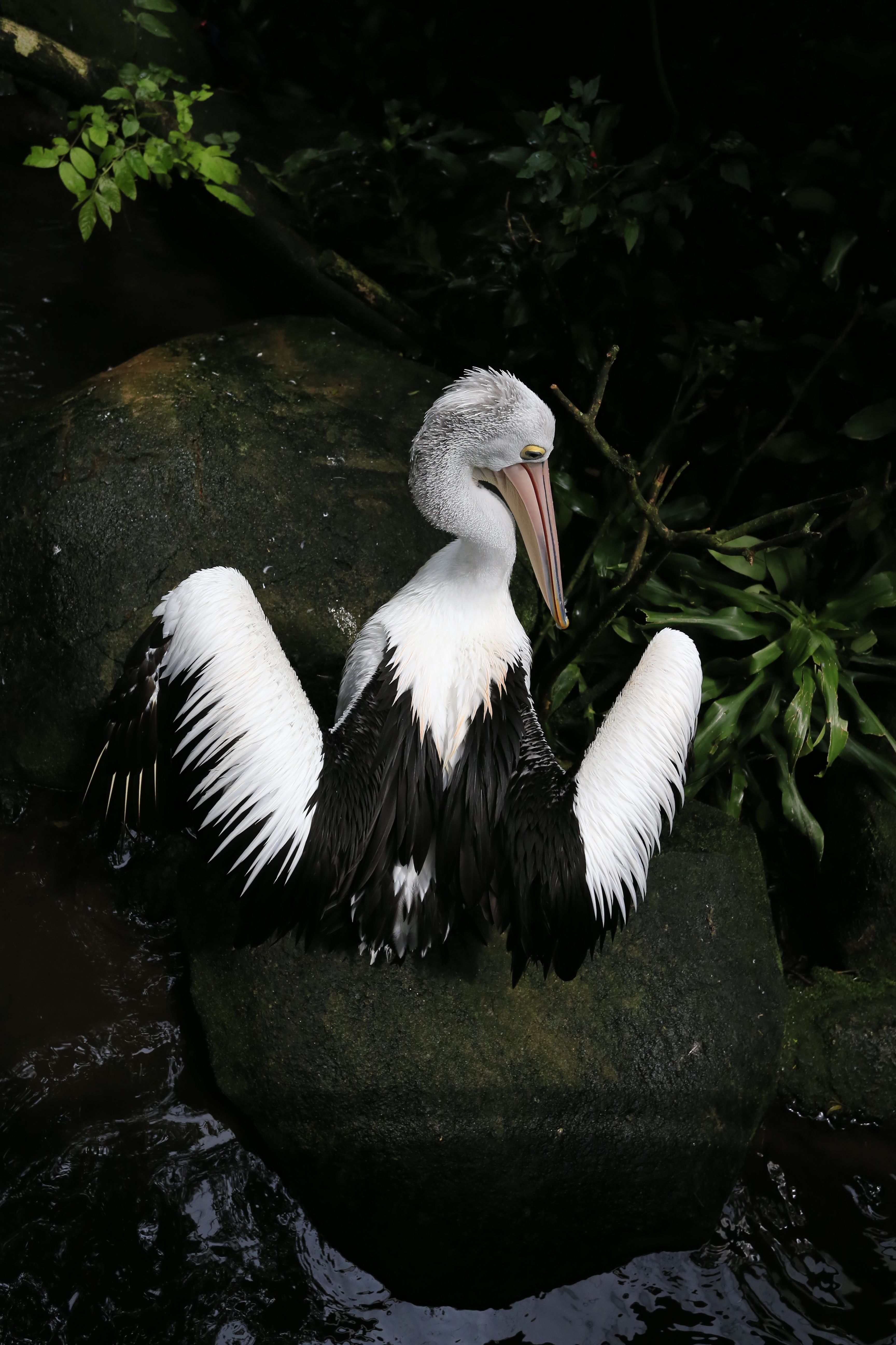 A Pelican by a Sea · Free Stock Photo
