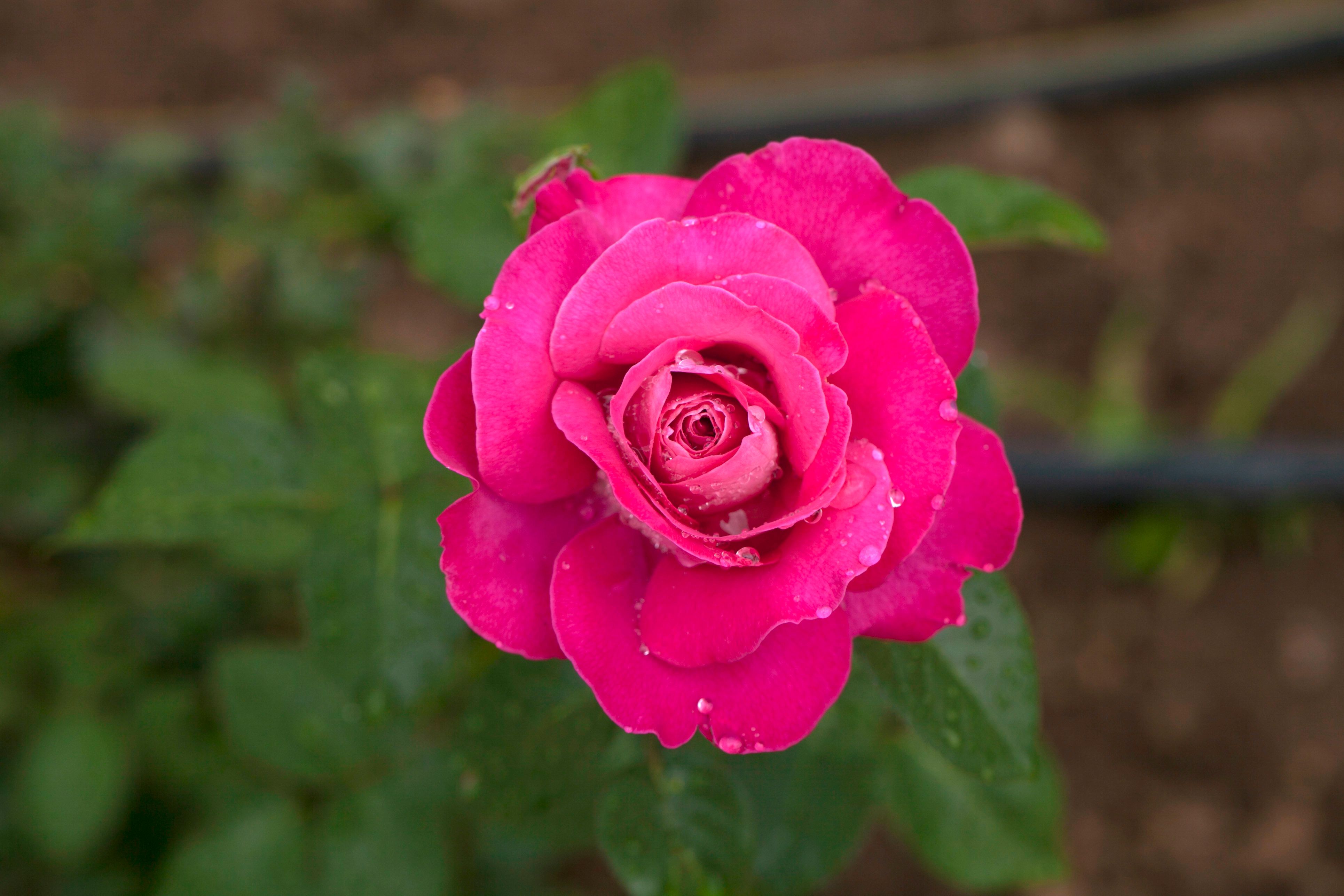 Pink Rose in Bloom · Free Stock Photo