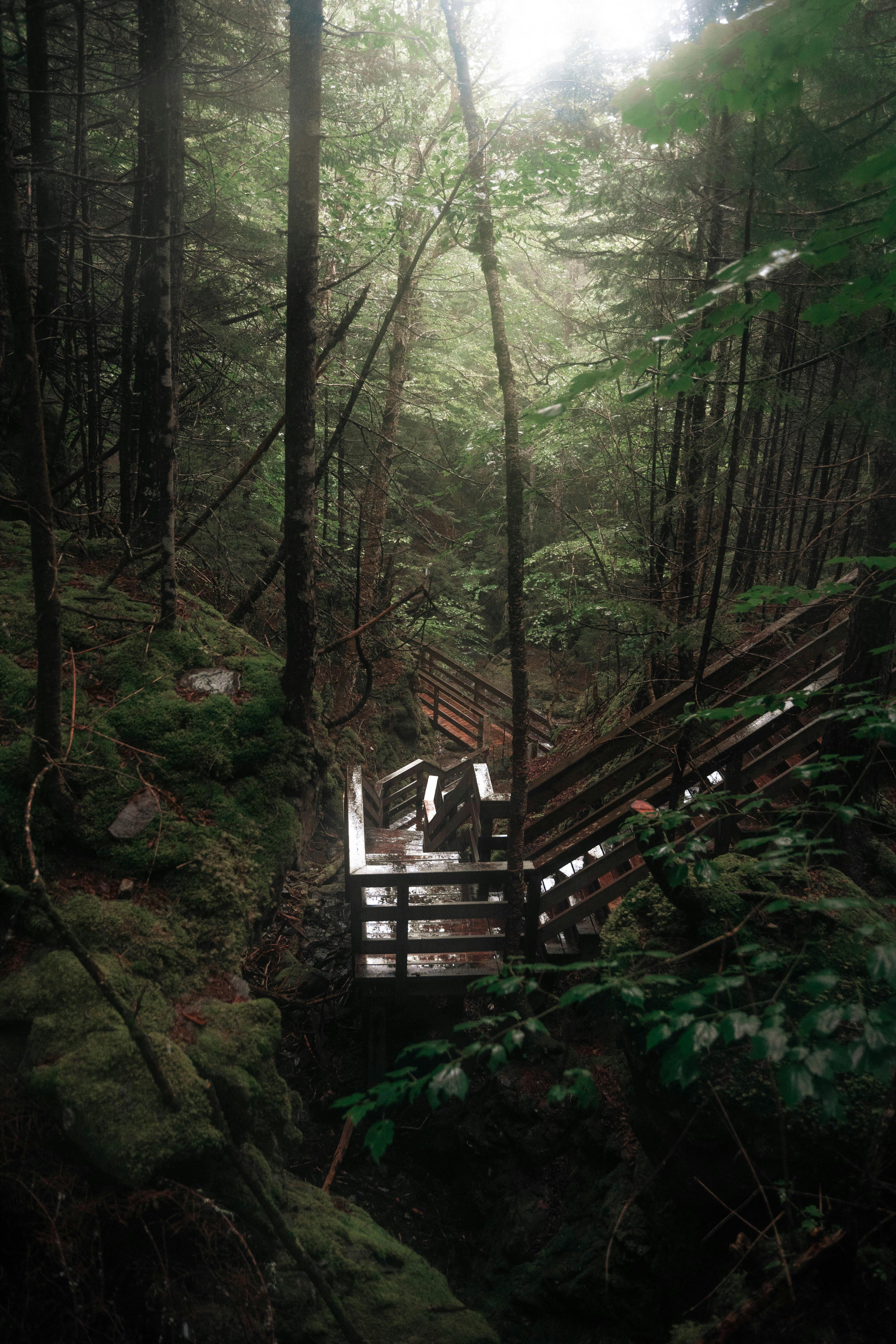 Wooden Stairs in the Forest · Free Stock Photo