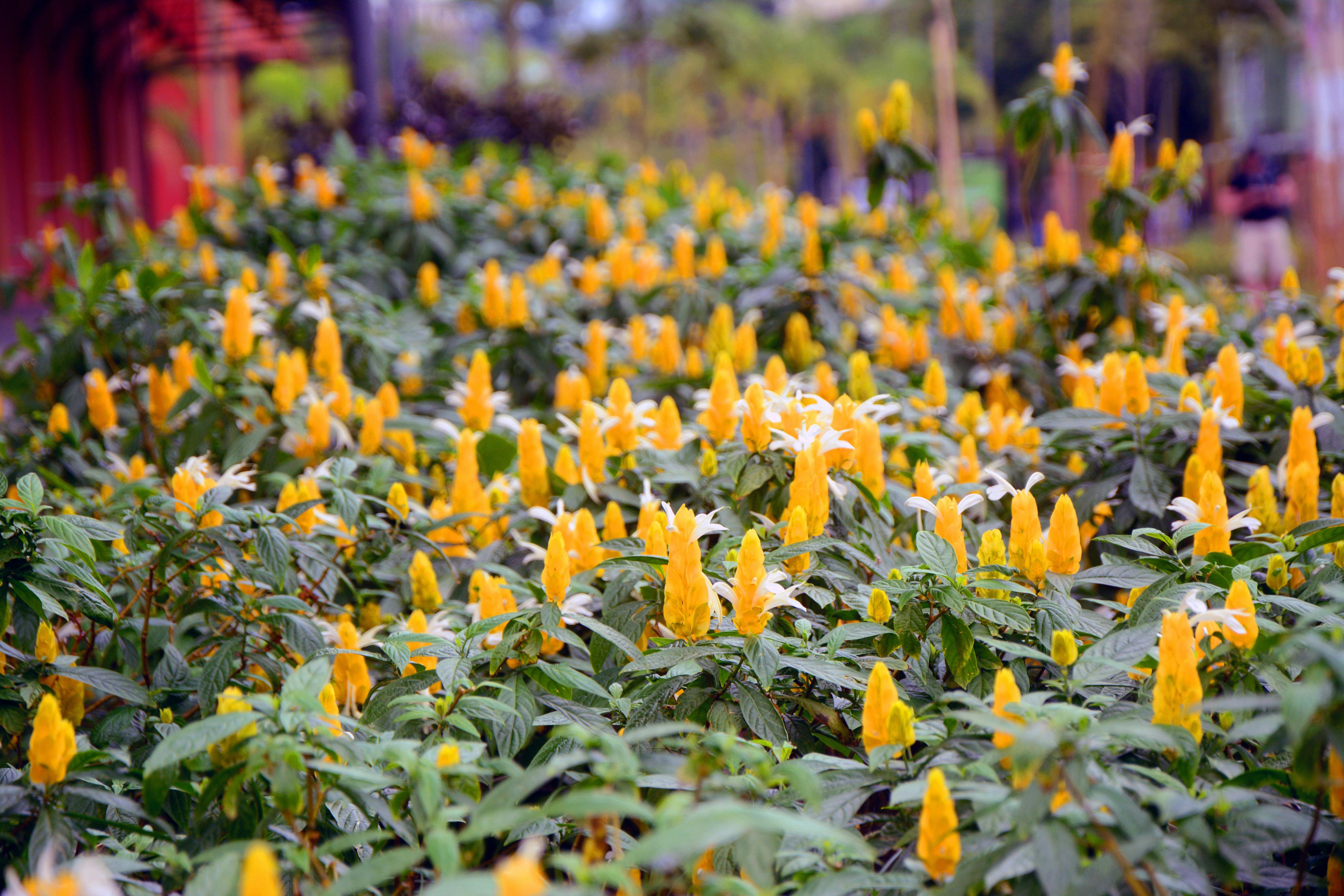 Free stock photo of amarelo, flores, flowers