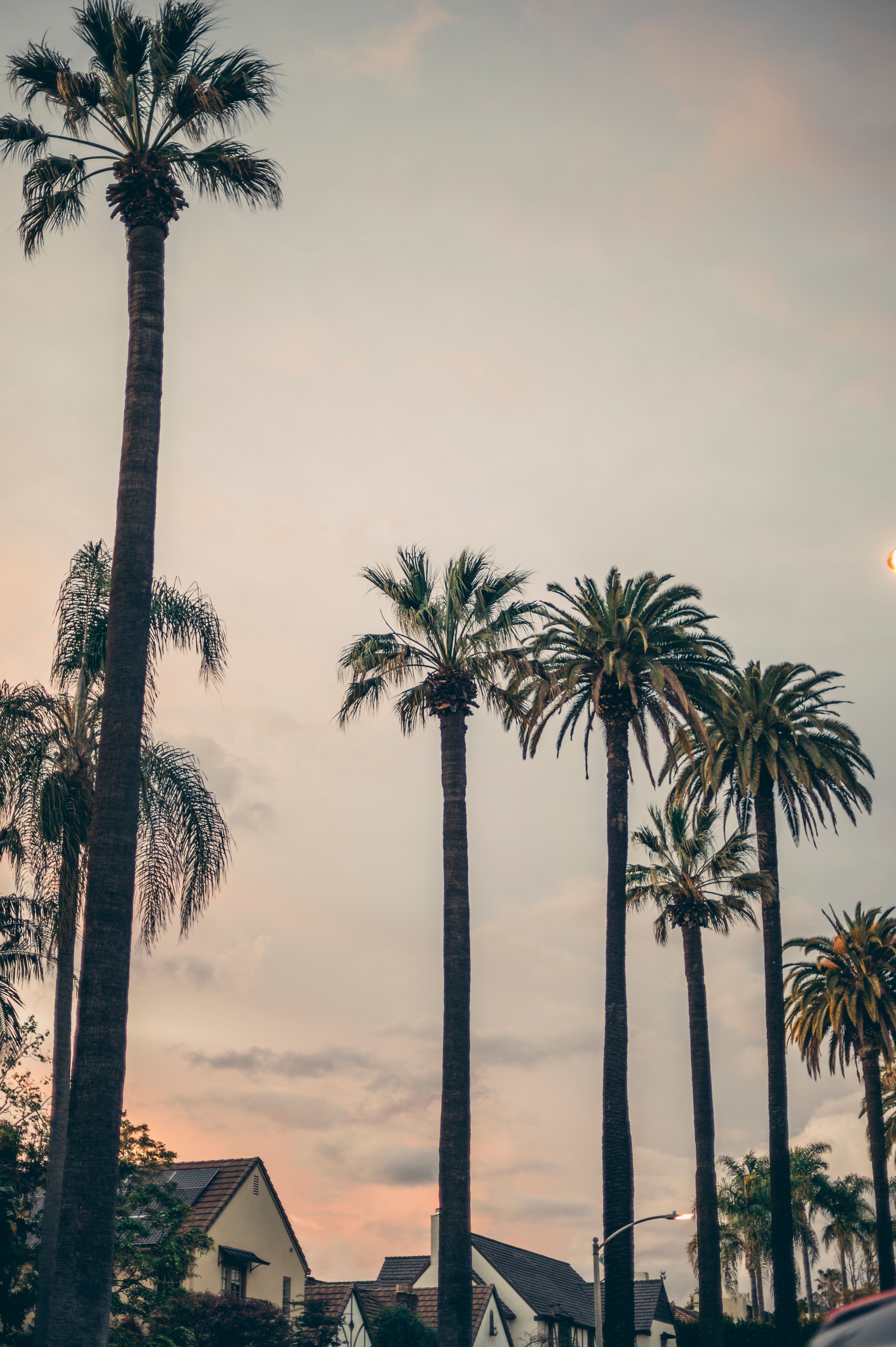 Photo of Palm Trees Near Houses · Free Stock Photo
