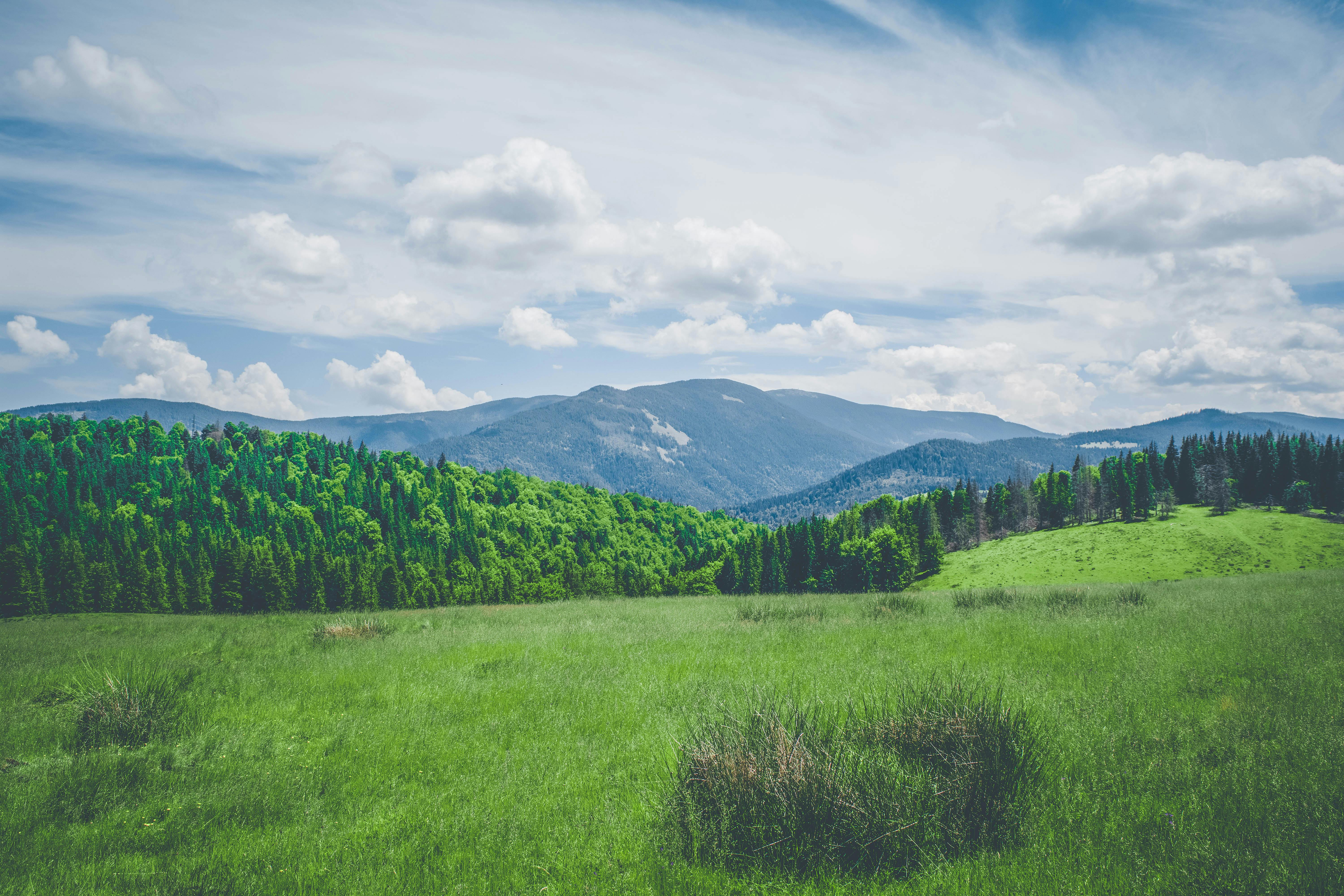 Green Trees on the Grass Field · Free Stock Photo