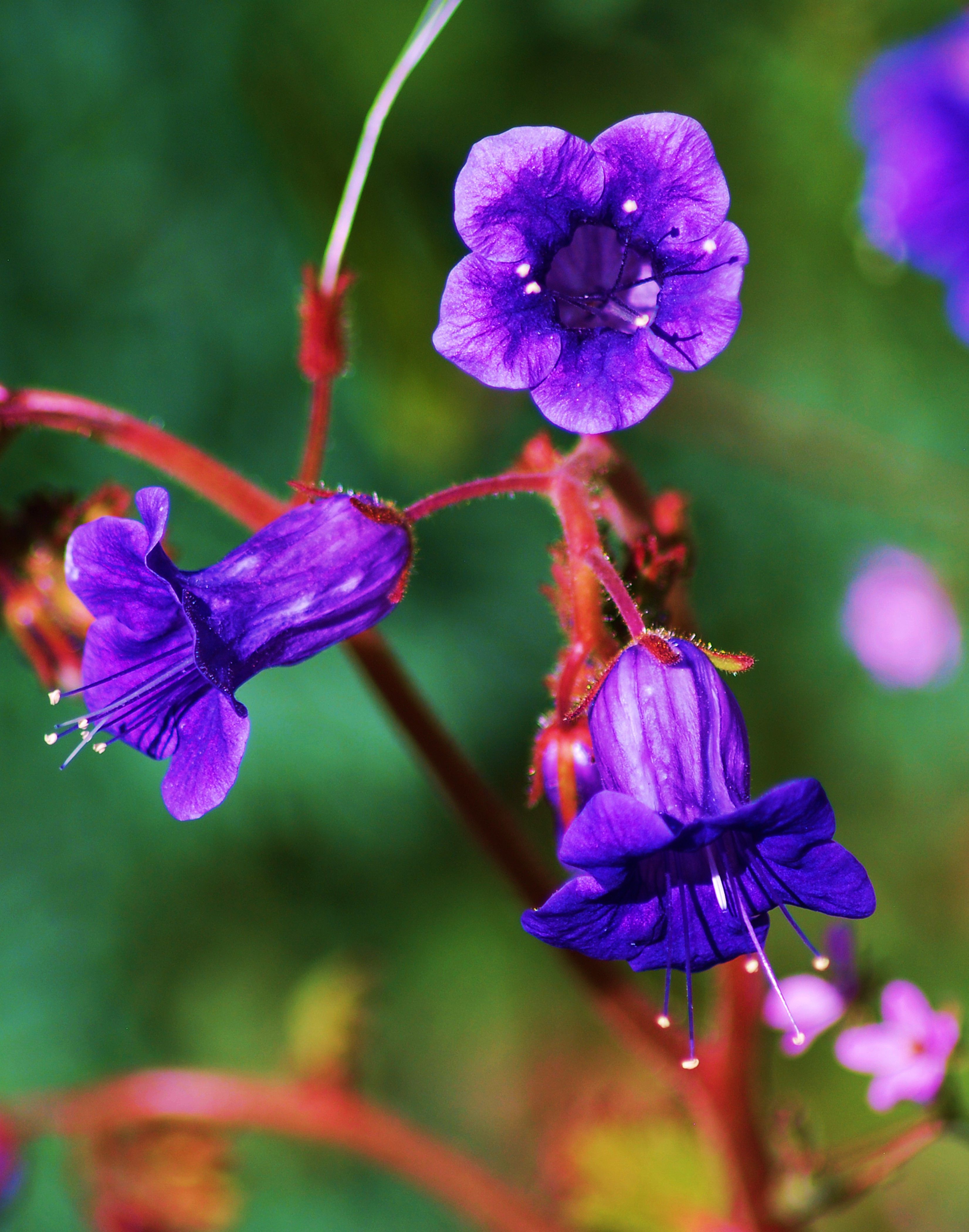 Purple Flowers in Close Up Shot · Free Stock Photo