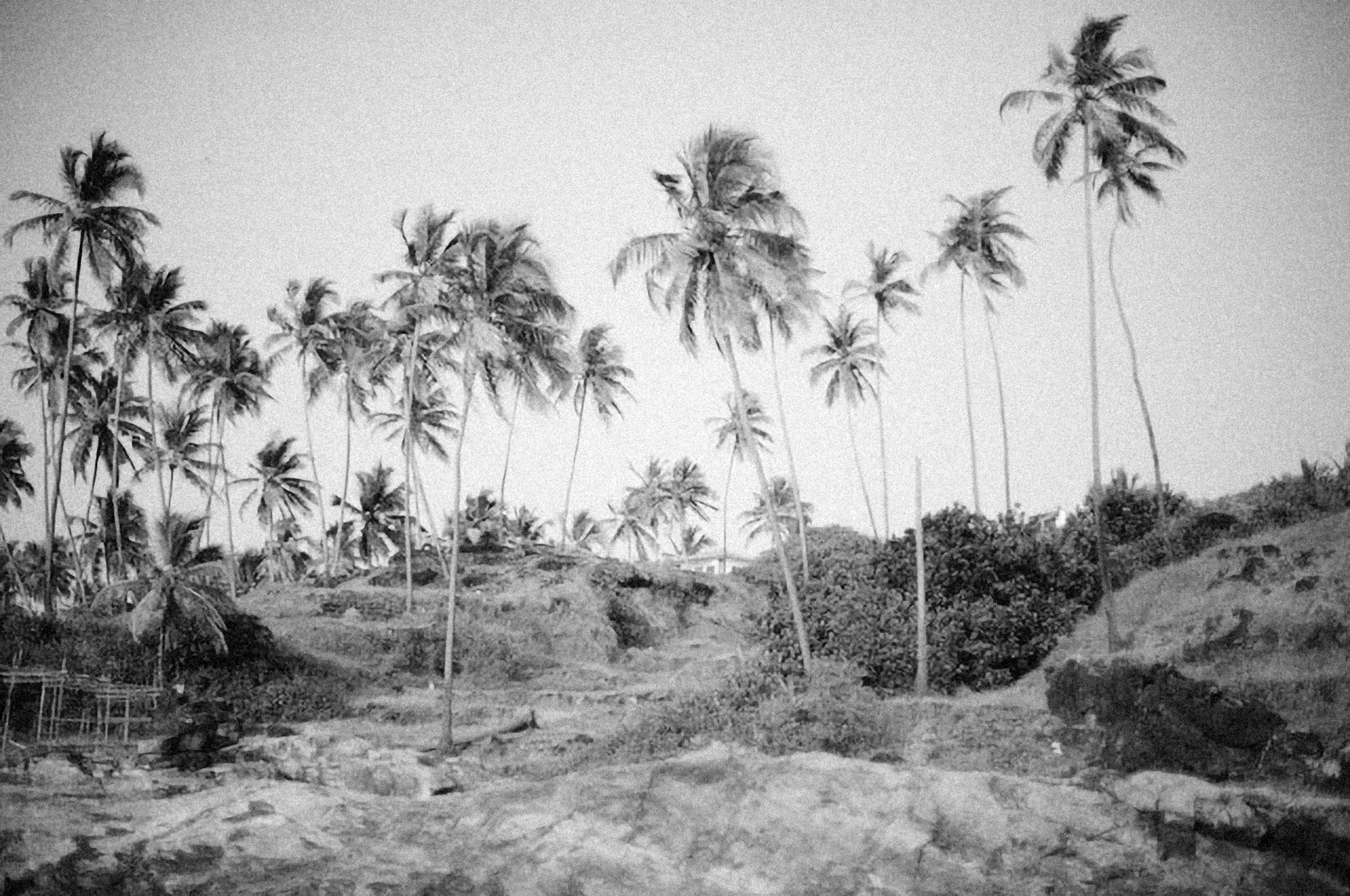 Grayscale Photo of Coconut Trees · Free Stock Photo