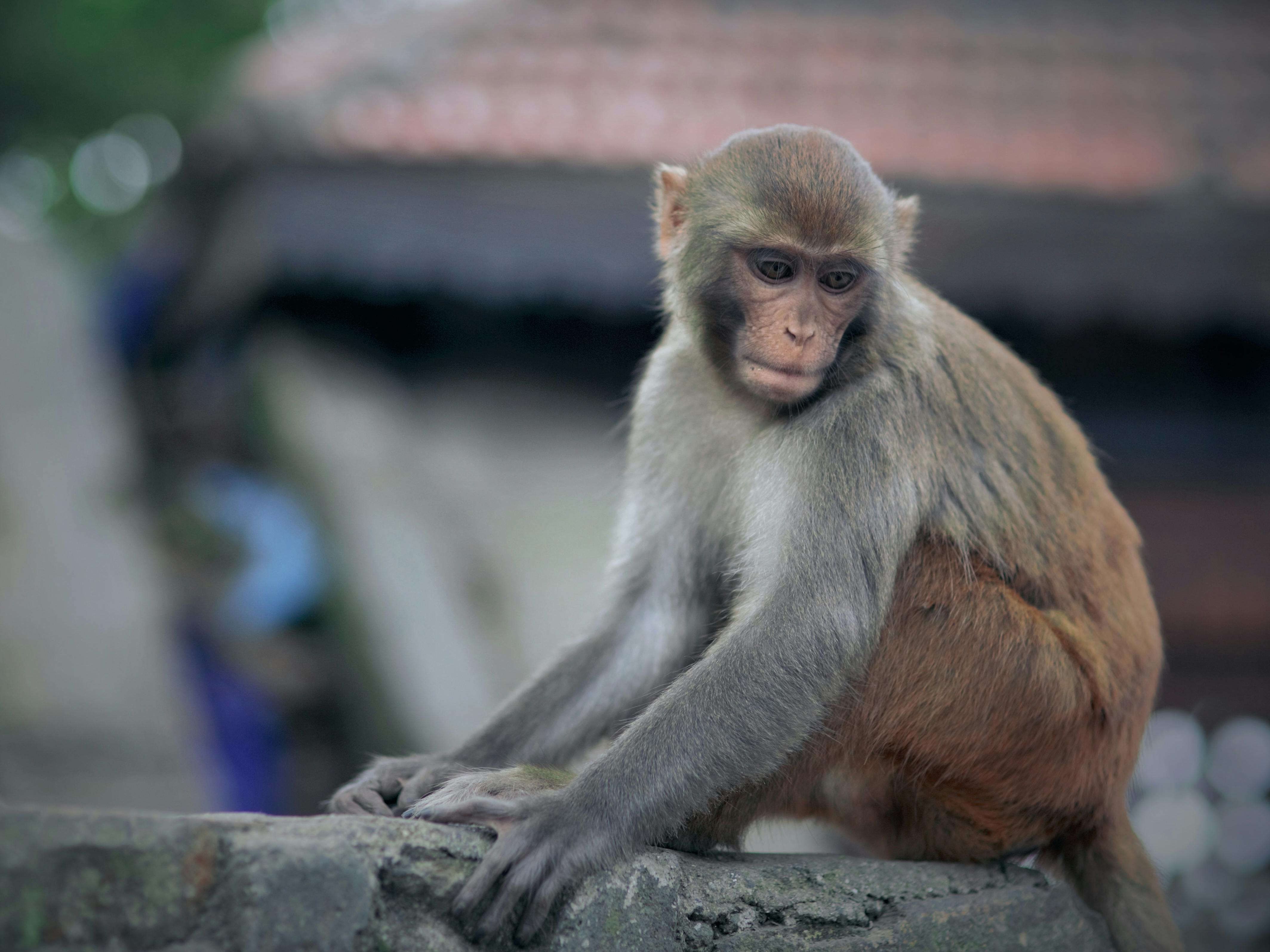 Close up of Monkey · Free Stock Photo