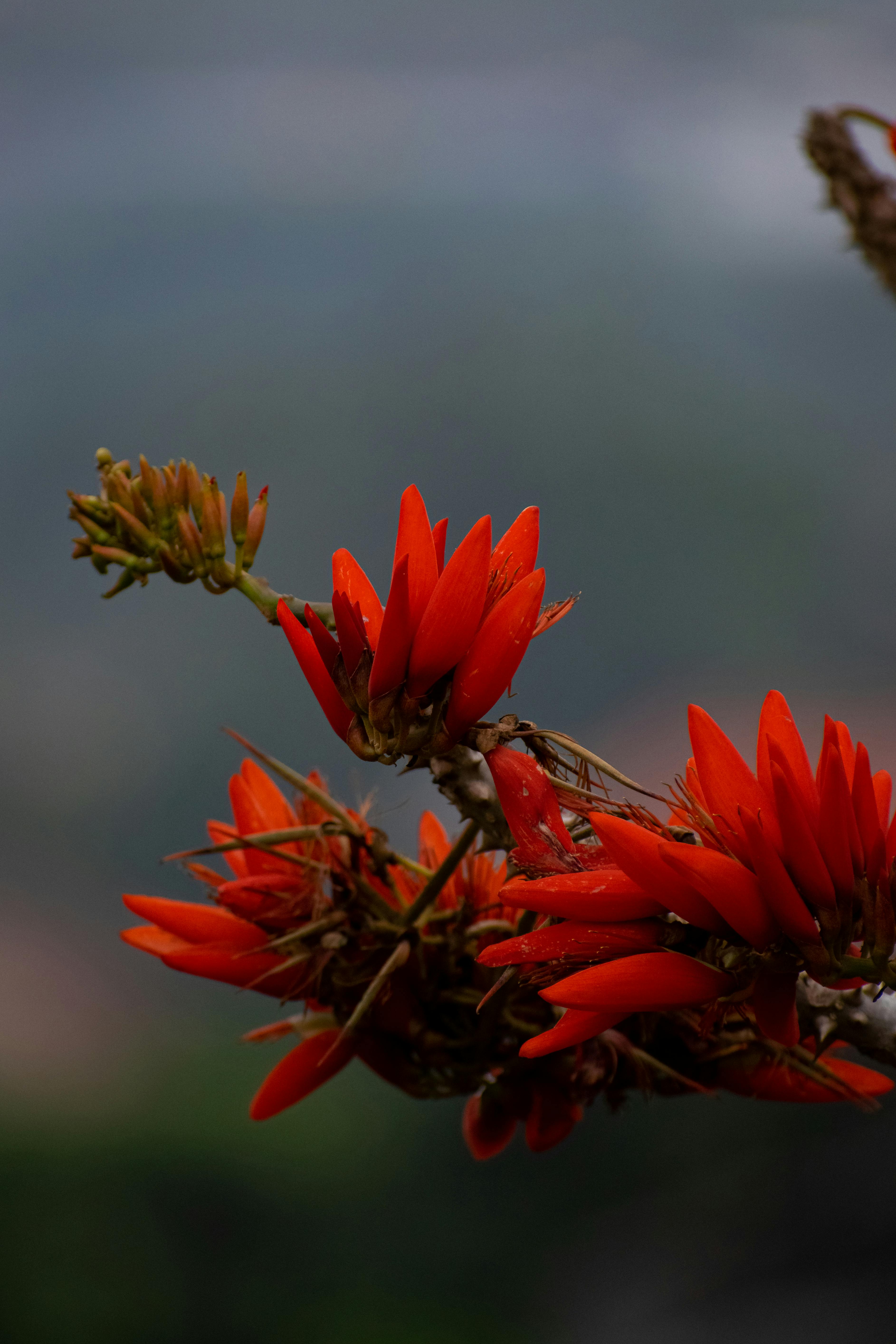 Close-up of Coral Tree Flowers · Free Stock Photo