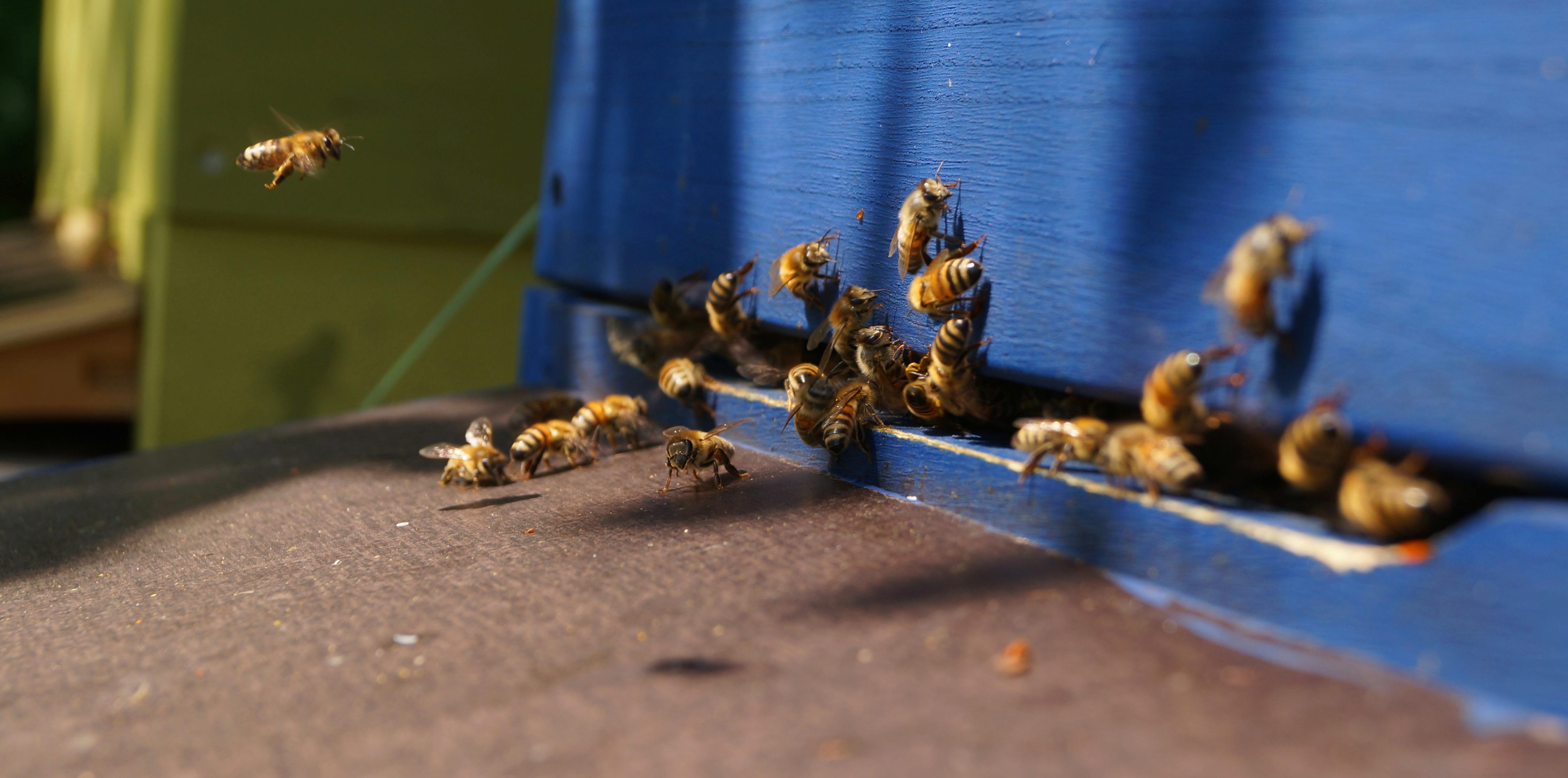 Free stock photo of apiary, bee hive, beekeeping