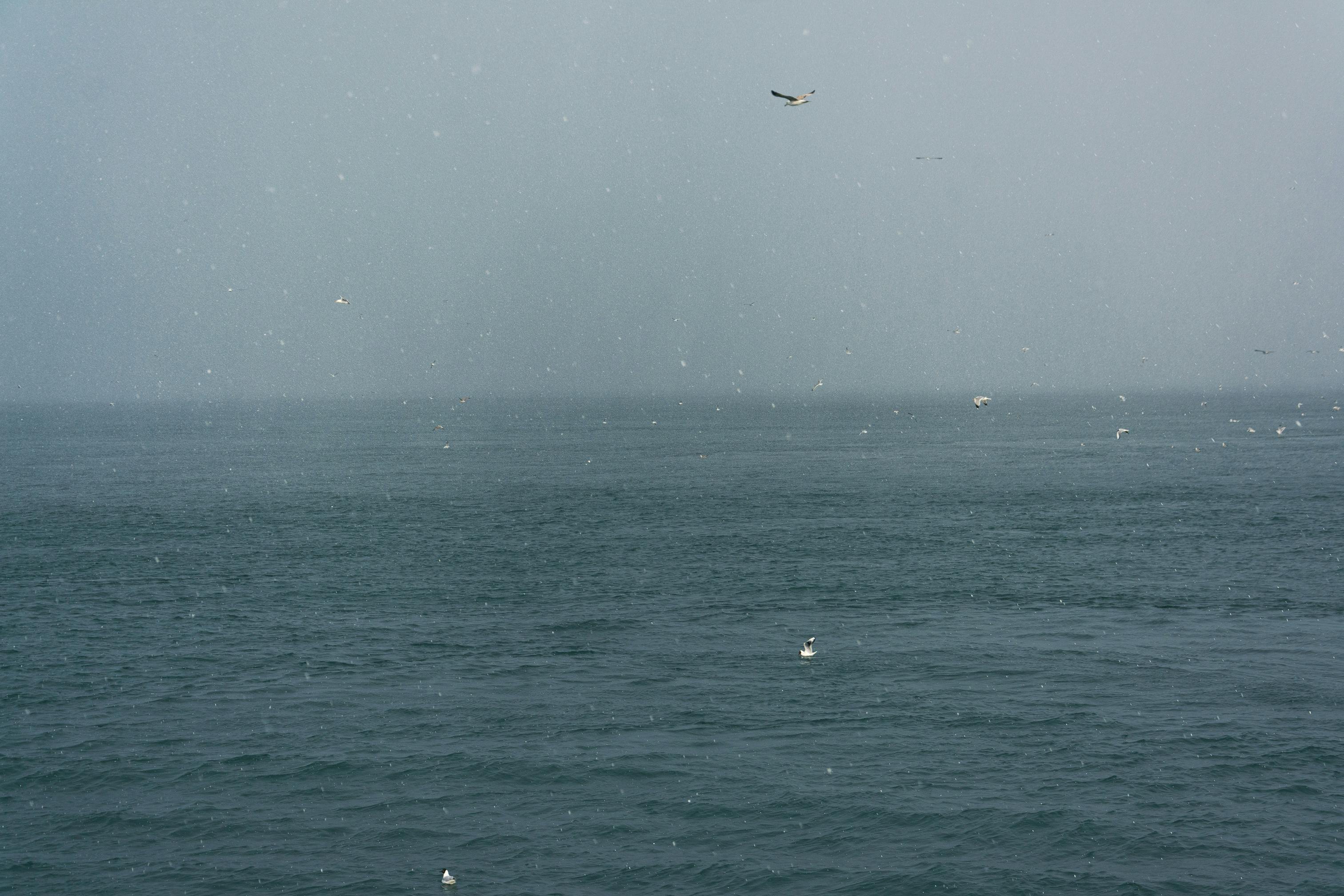 Birds Flying Over the Sea · Free Stock Photo