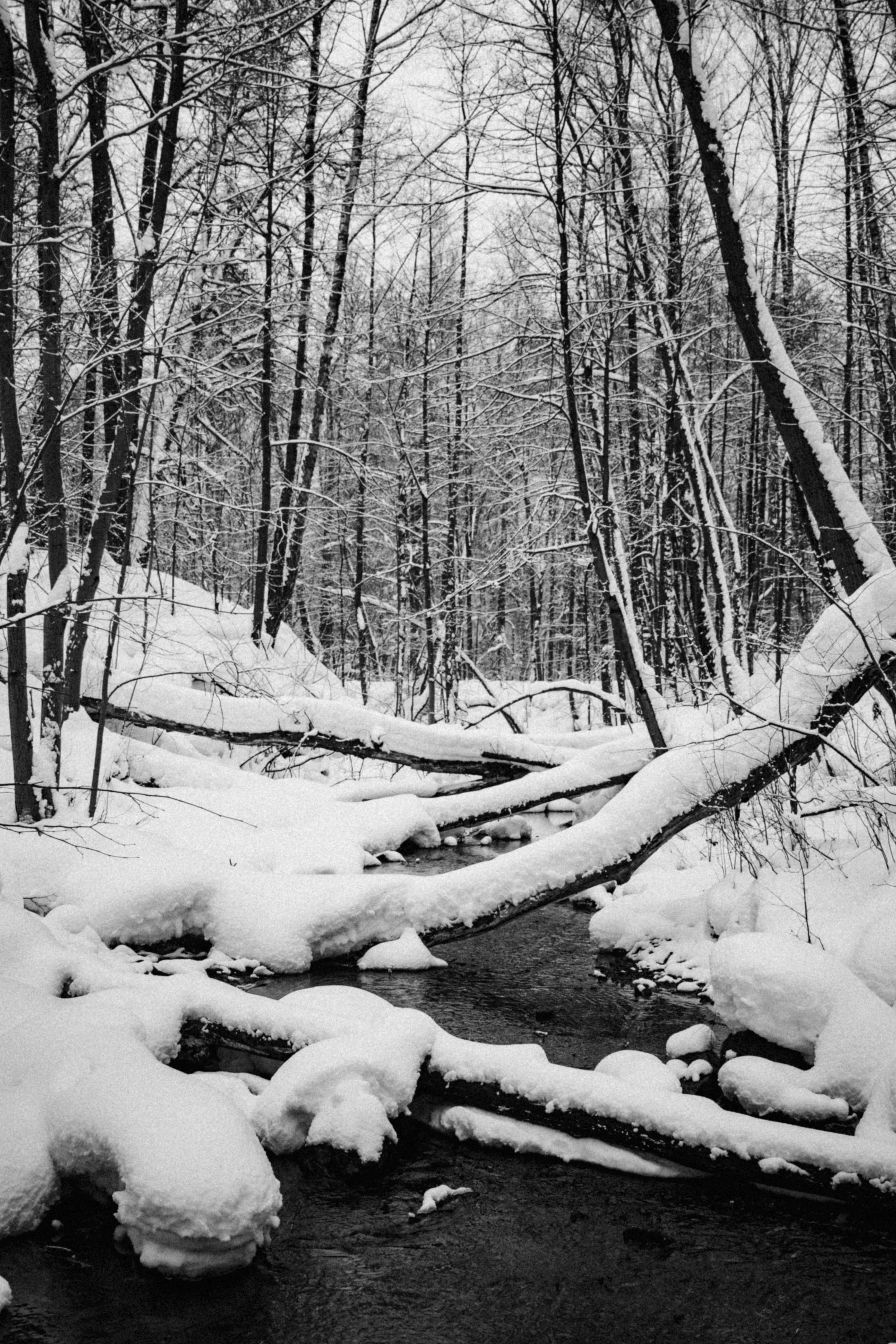 Tree Trunks over Stream in Winter · Free Stock Photo