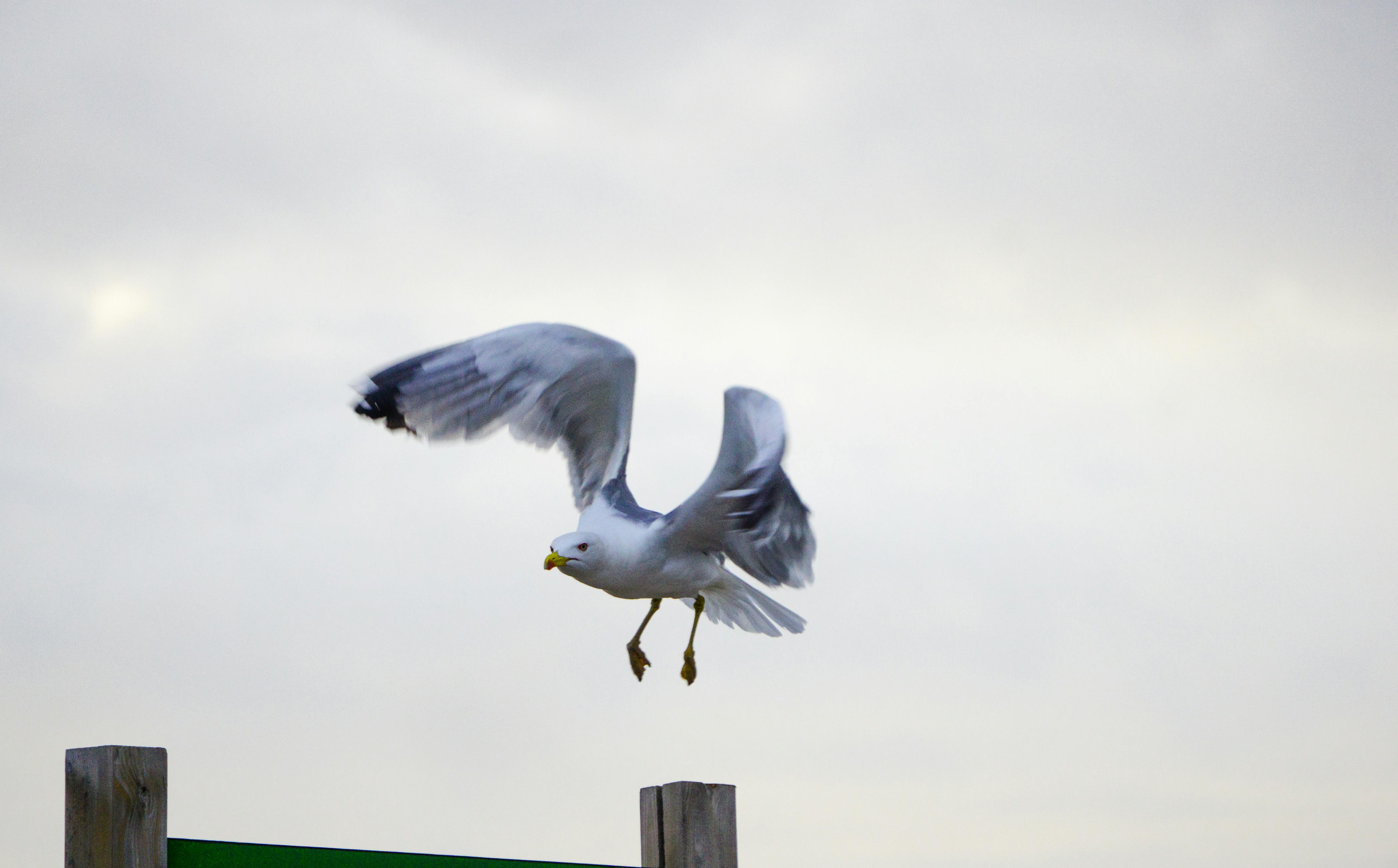 Free stock photo of dove, Fly bird
