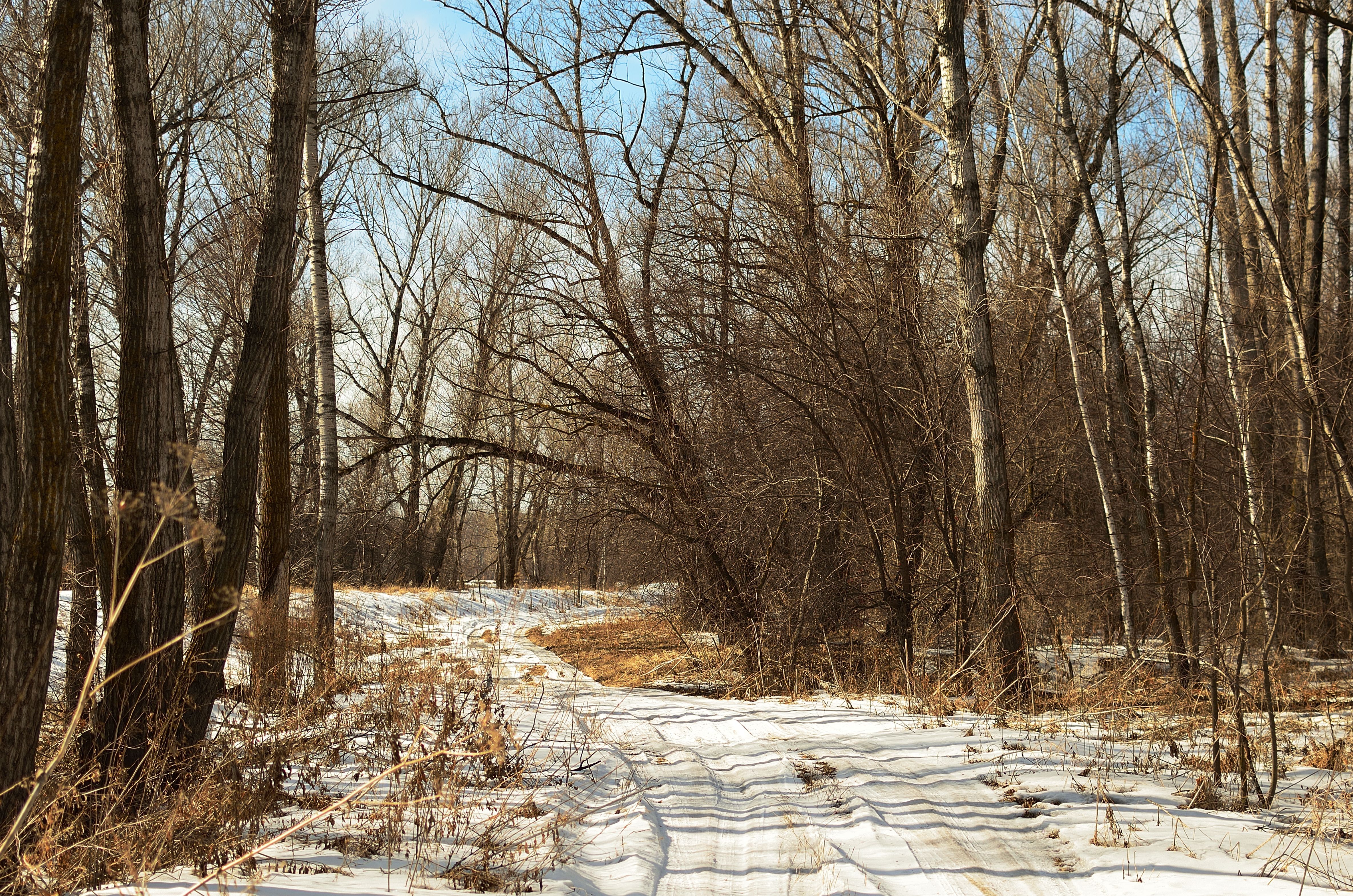 Bare Trees on Snow Covered Ground · Free Stock Photo