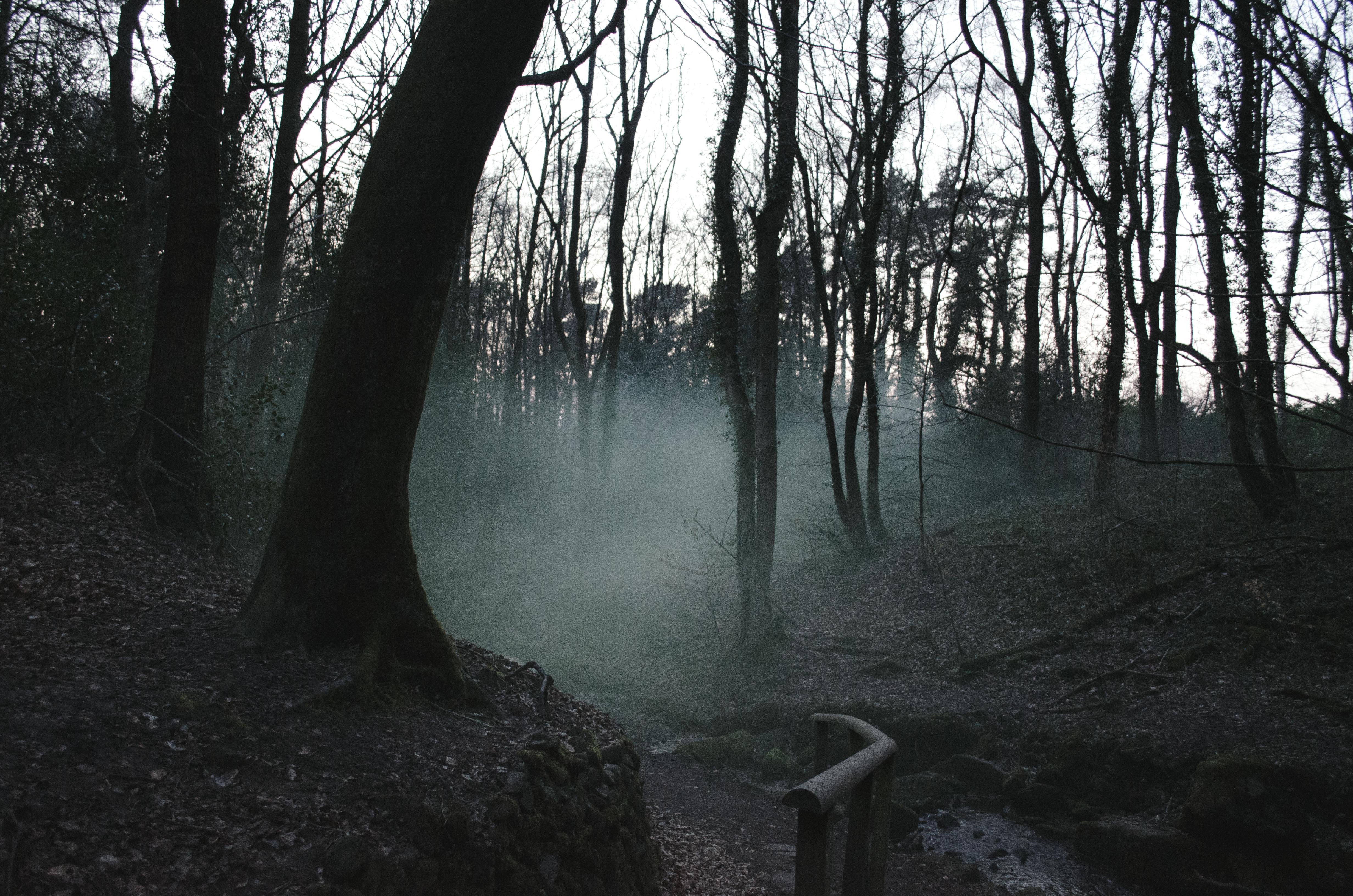 Bare Trees in the Woods · Free Stock Photo