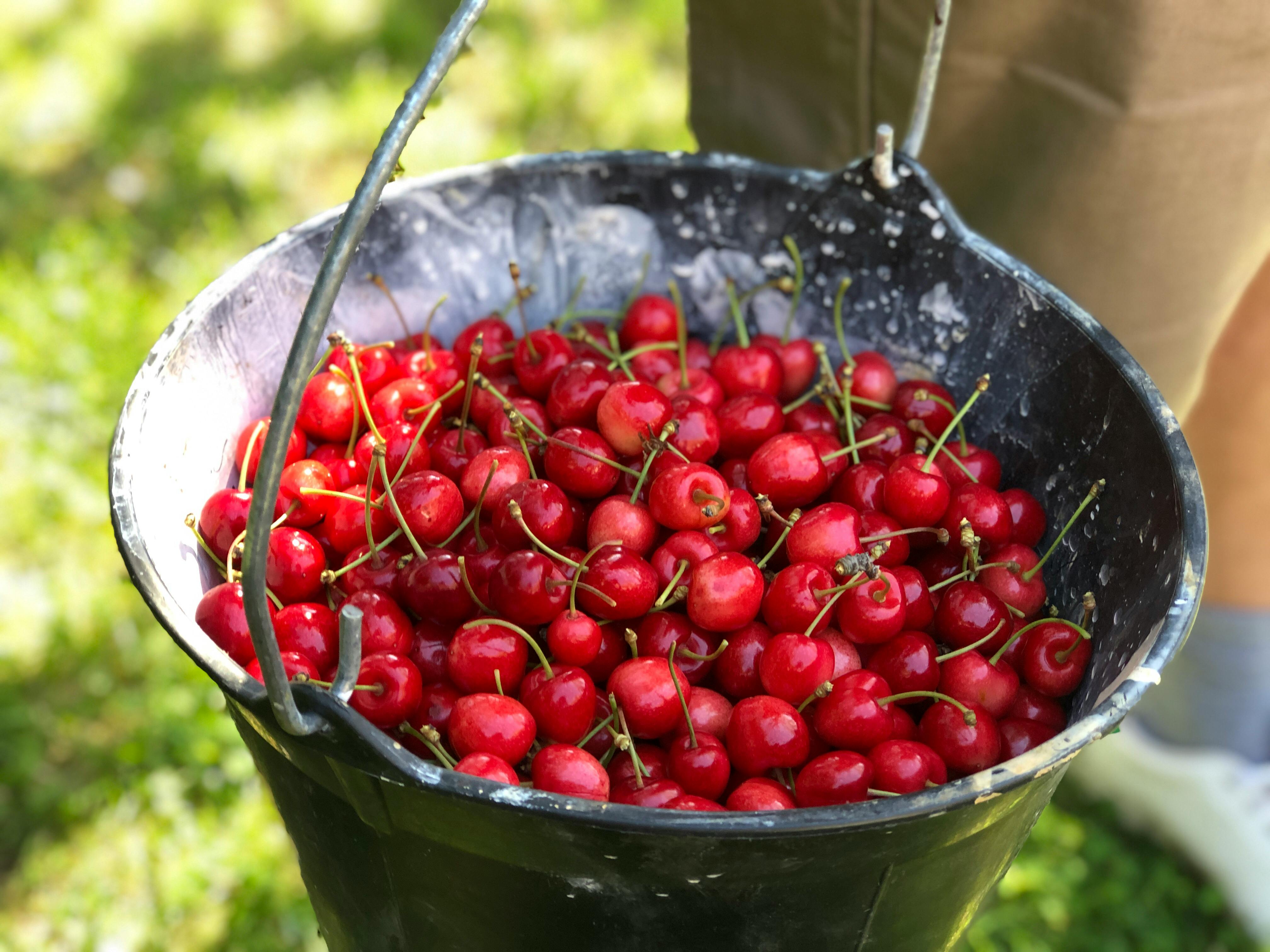 Cherries in Bucket · Free Stock Photo