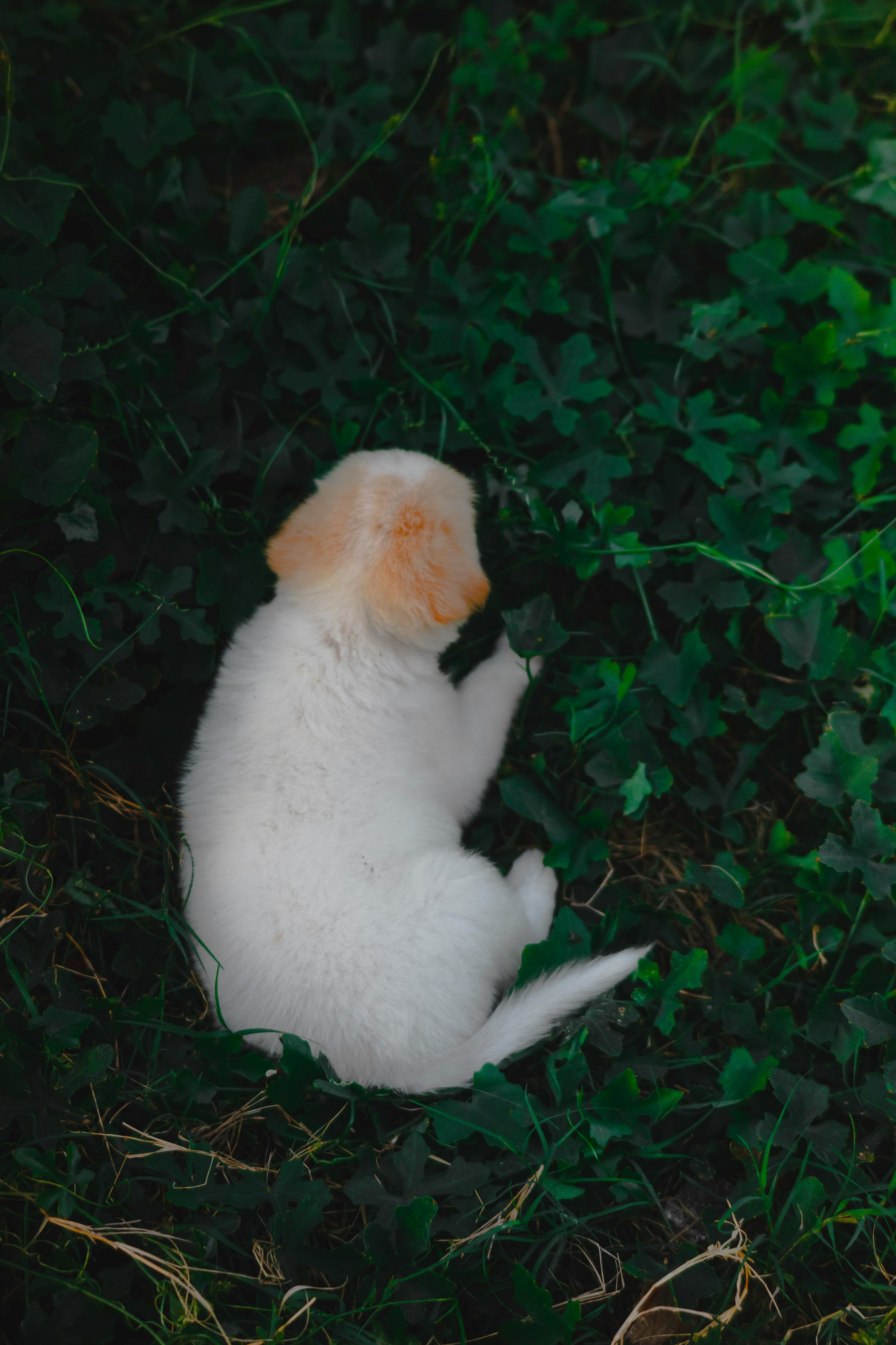 Dog on Bench in Park · Free Stock Photo
