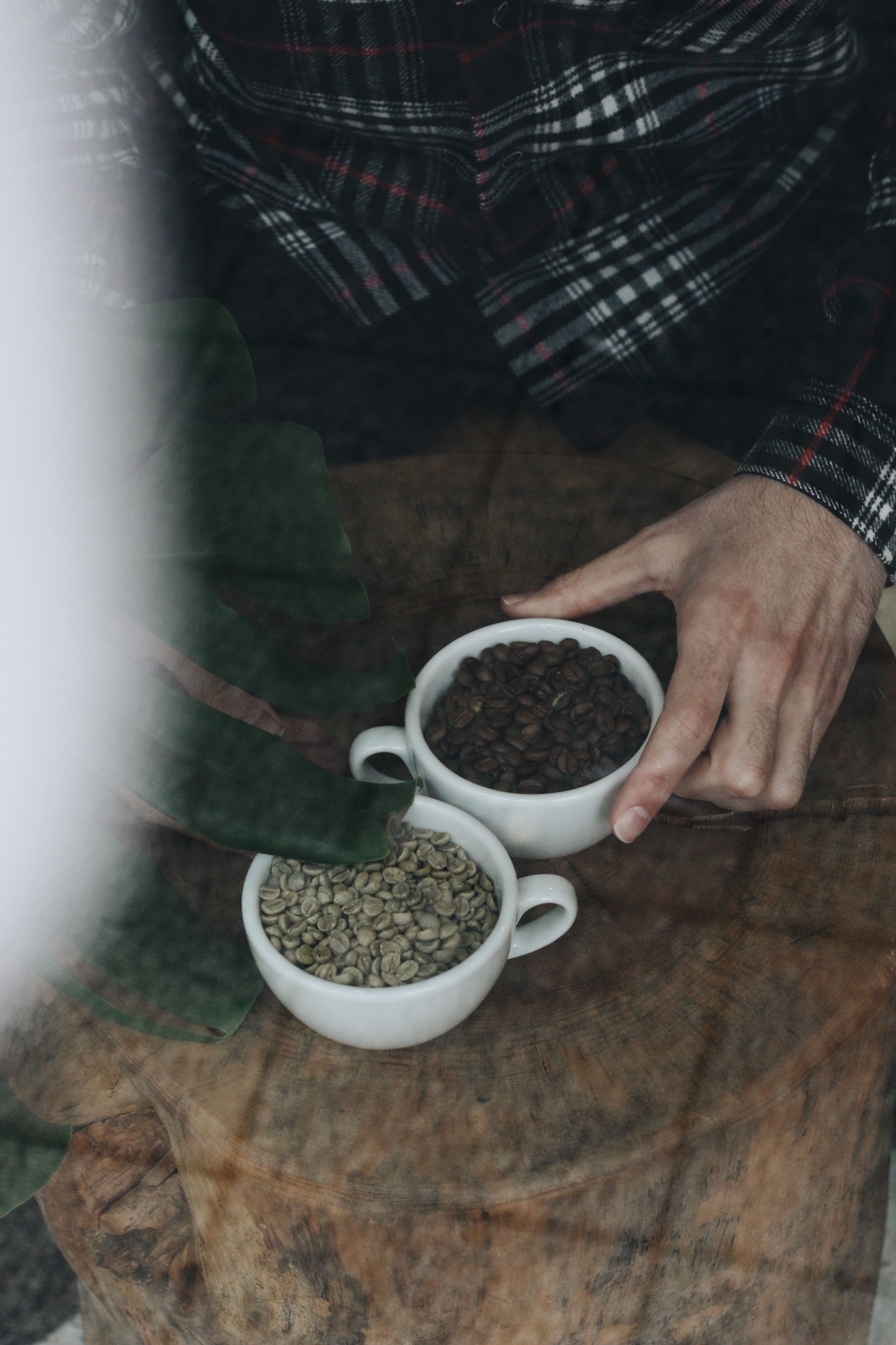 Photo of Cups with Raw and Roasted Coffee Beans · Free Stock Photo