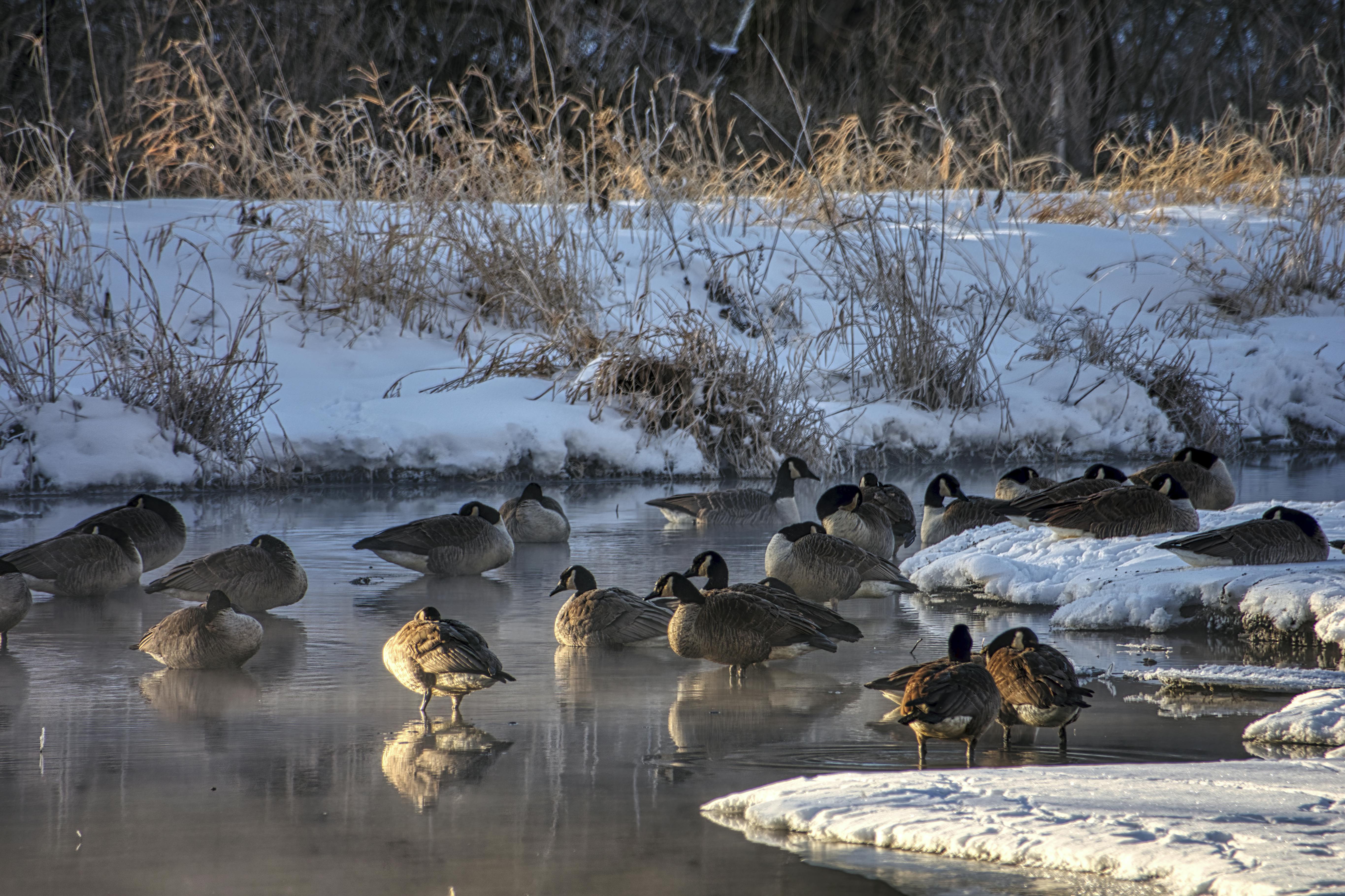 Flock of Geese at Lake · Free Stock Photo