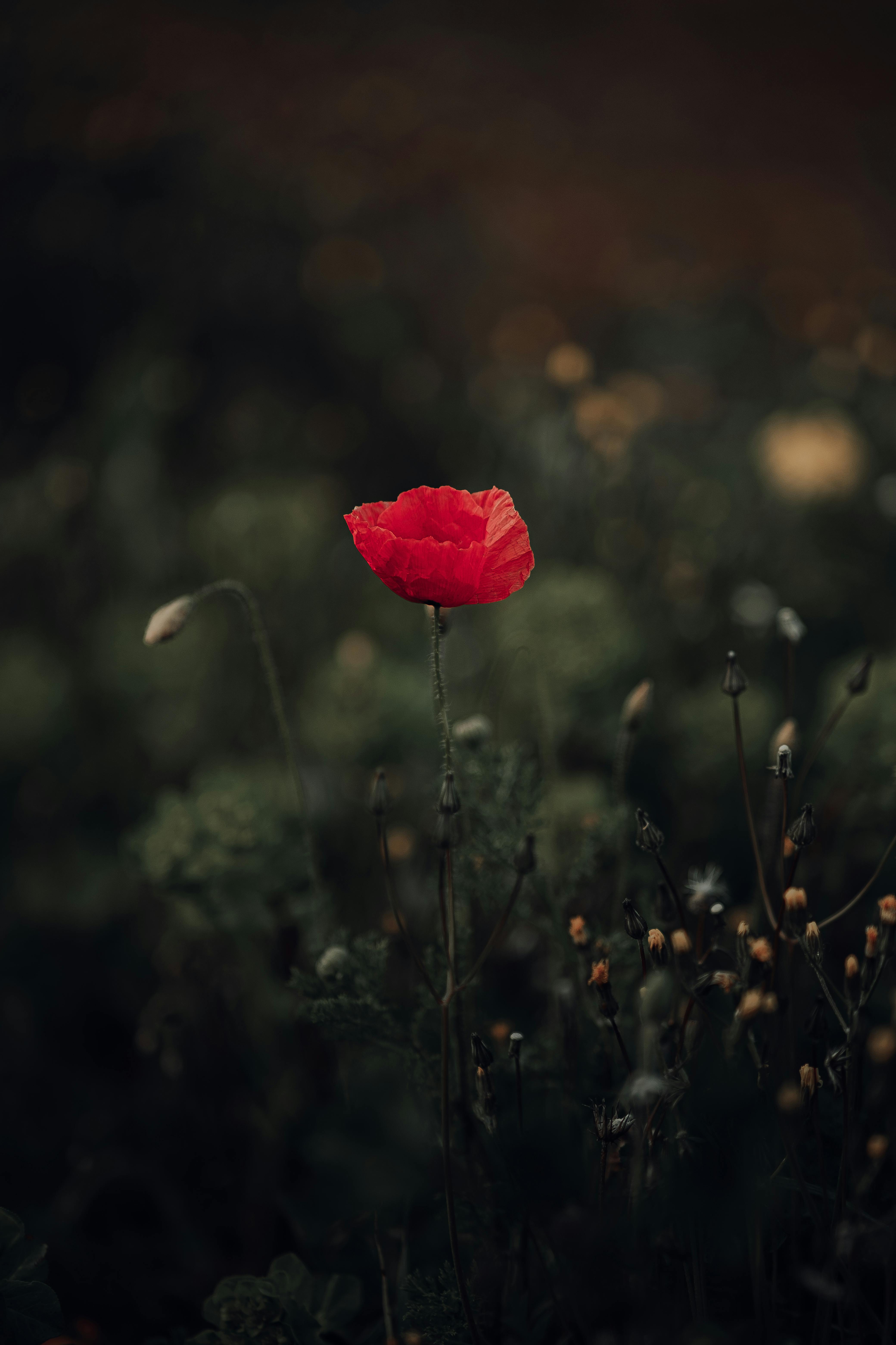 Simple Poppy Photos, Download Free Simple Poppy Stock Photos & HD Images