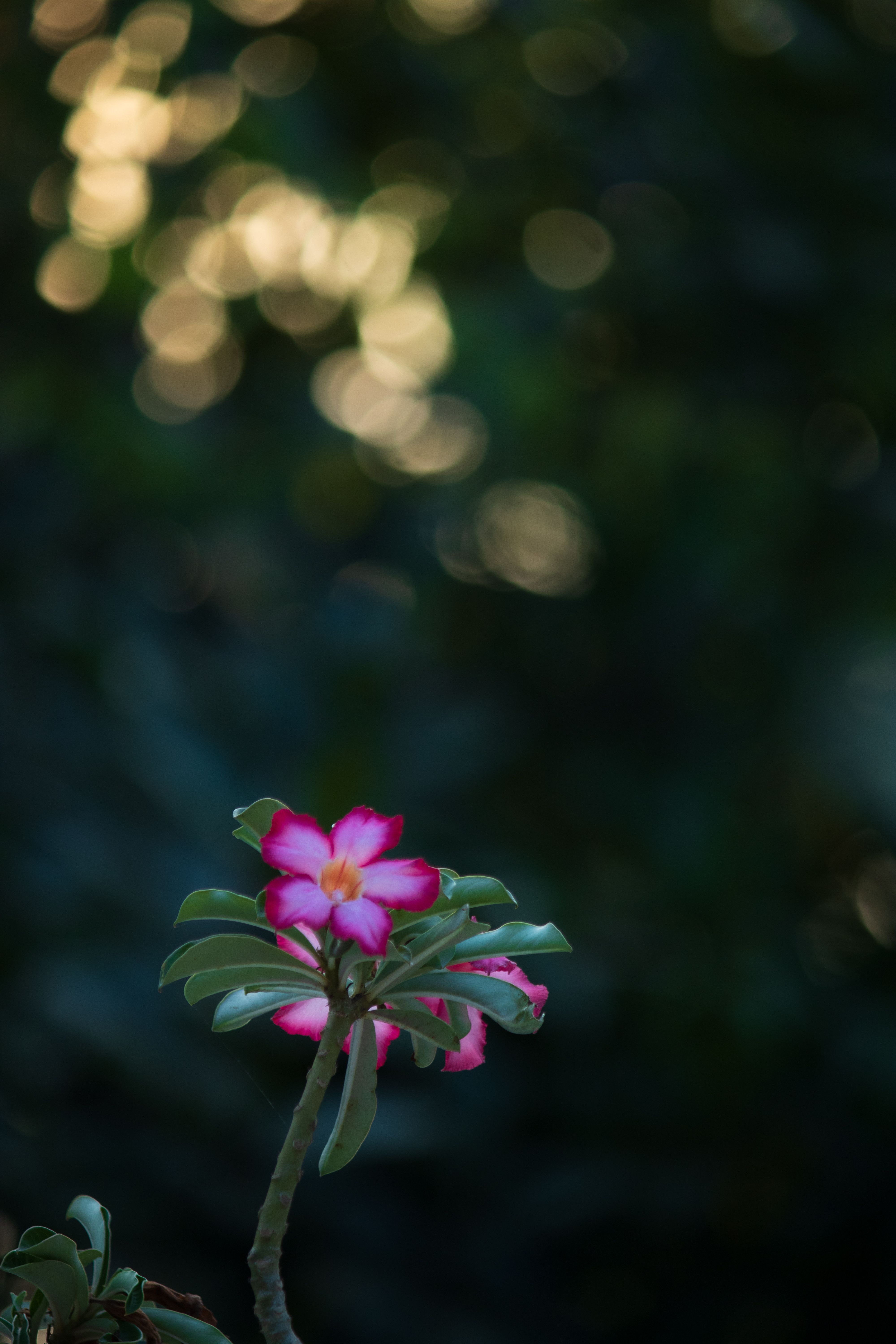 Rosemerc Adenium Photos, Download The BEST Free Rosemerc Adenium Stock ...