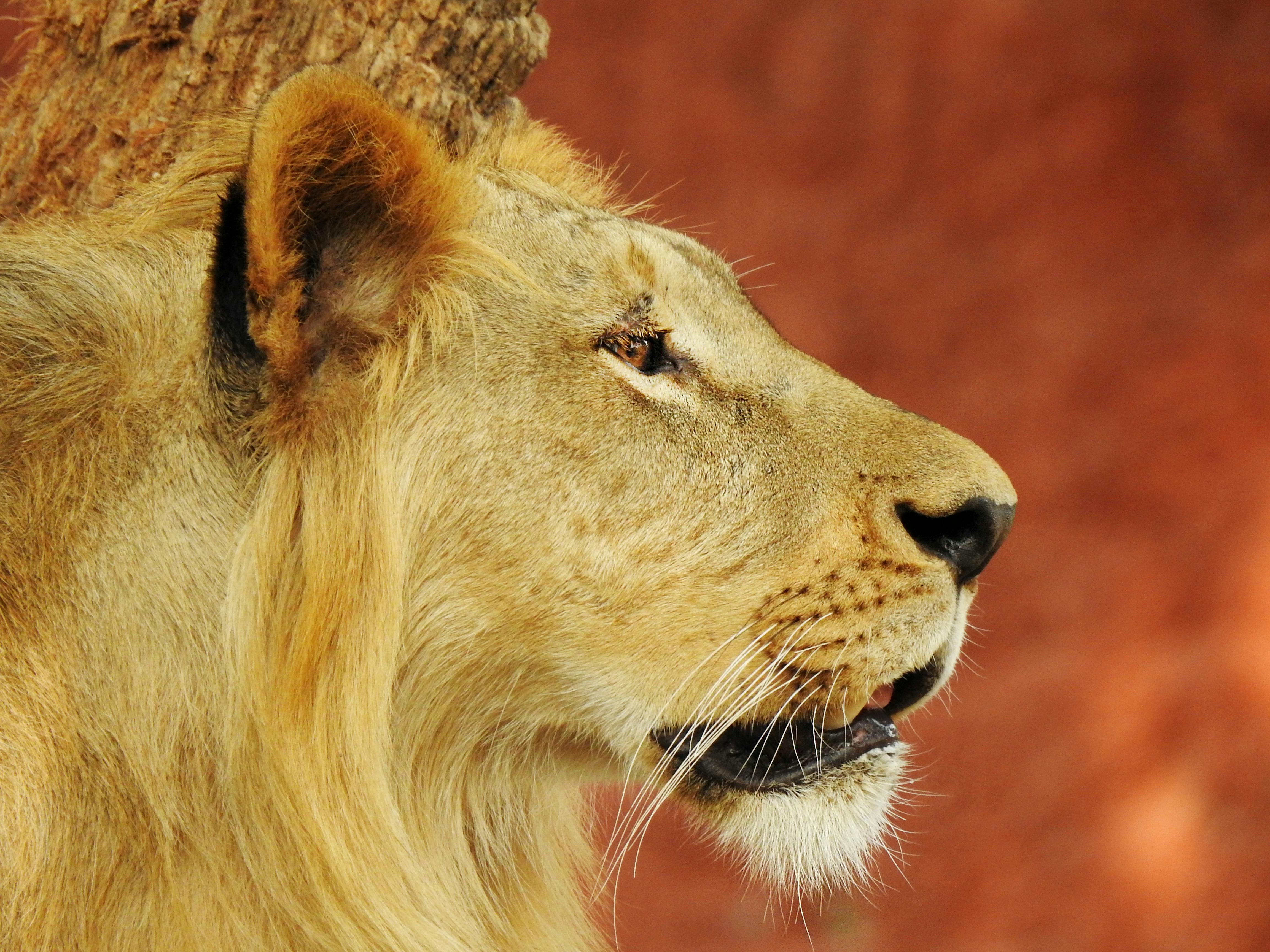 Photograph of a Lion's Head · Free Stock Photo