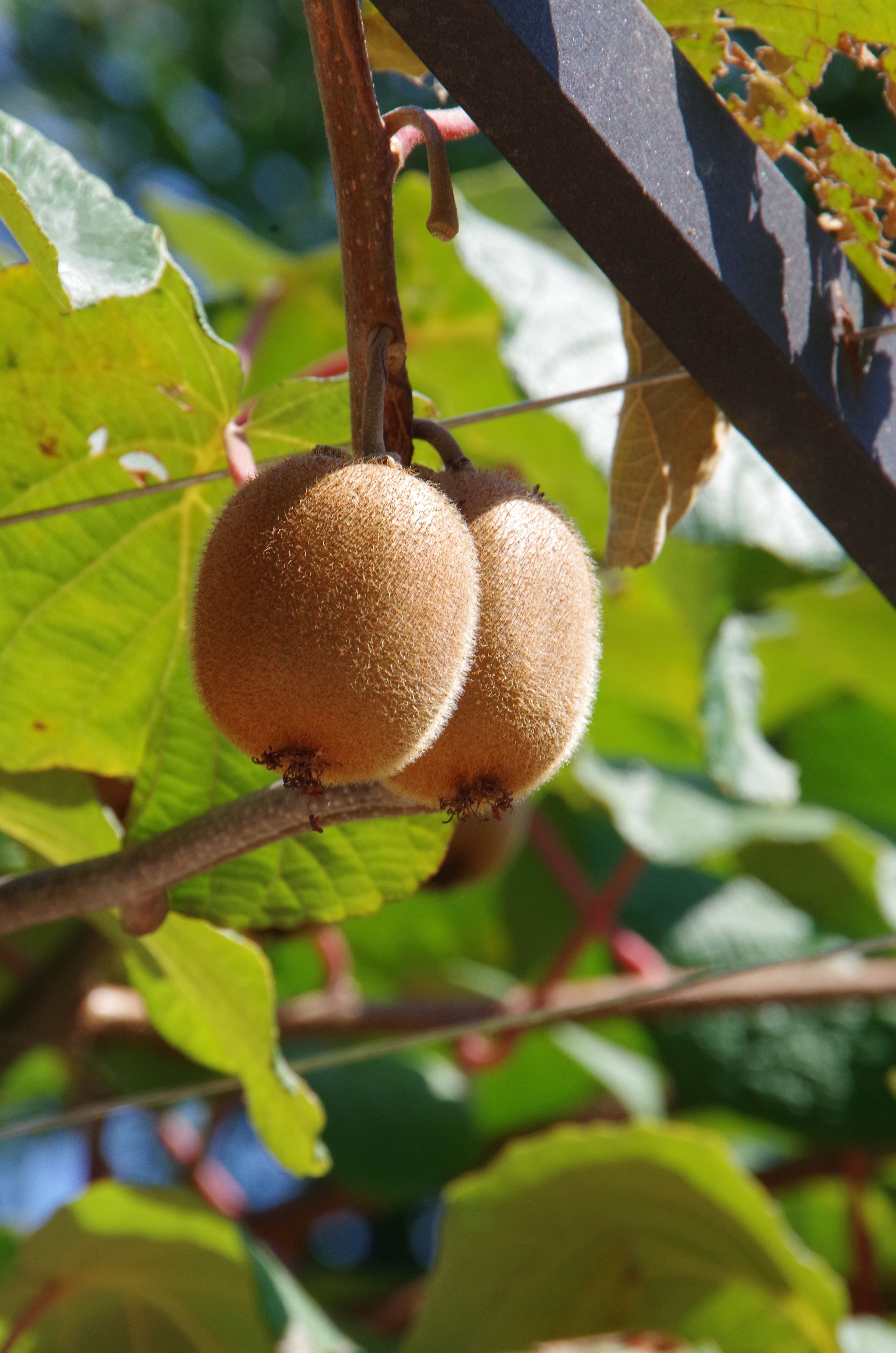 Brown Fruit on the Tree · Free Stock Photo