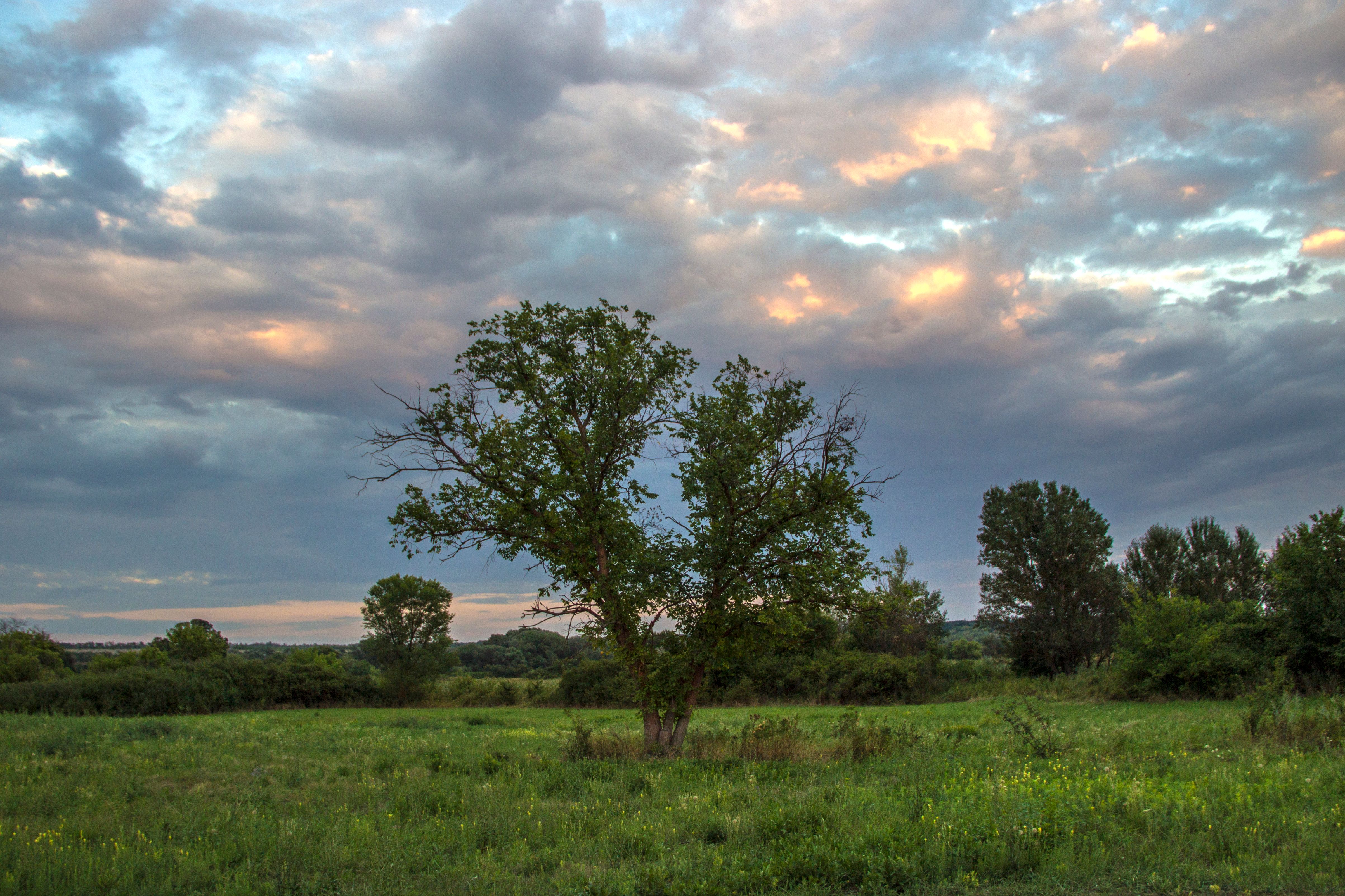 Green Trees on the Grass Field · Free Stock Photo