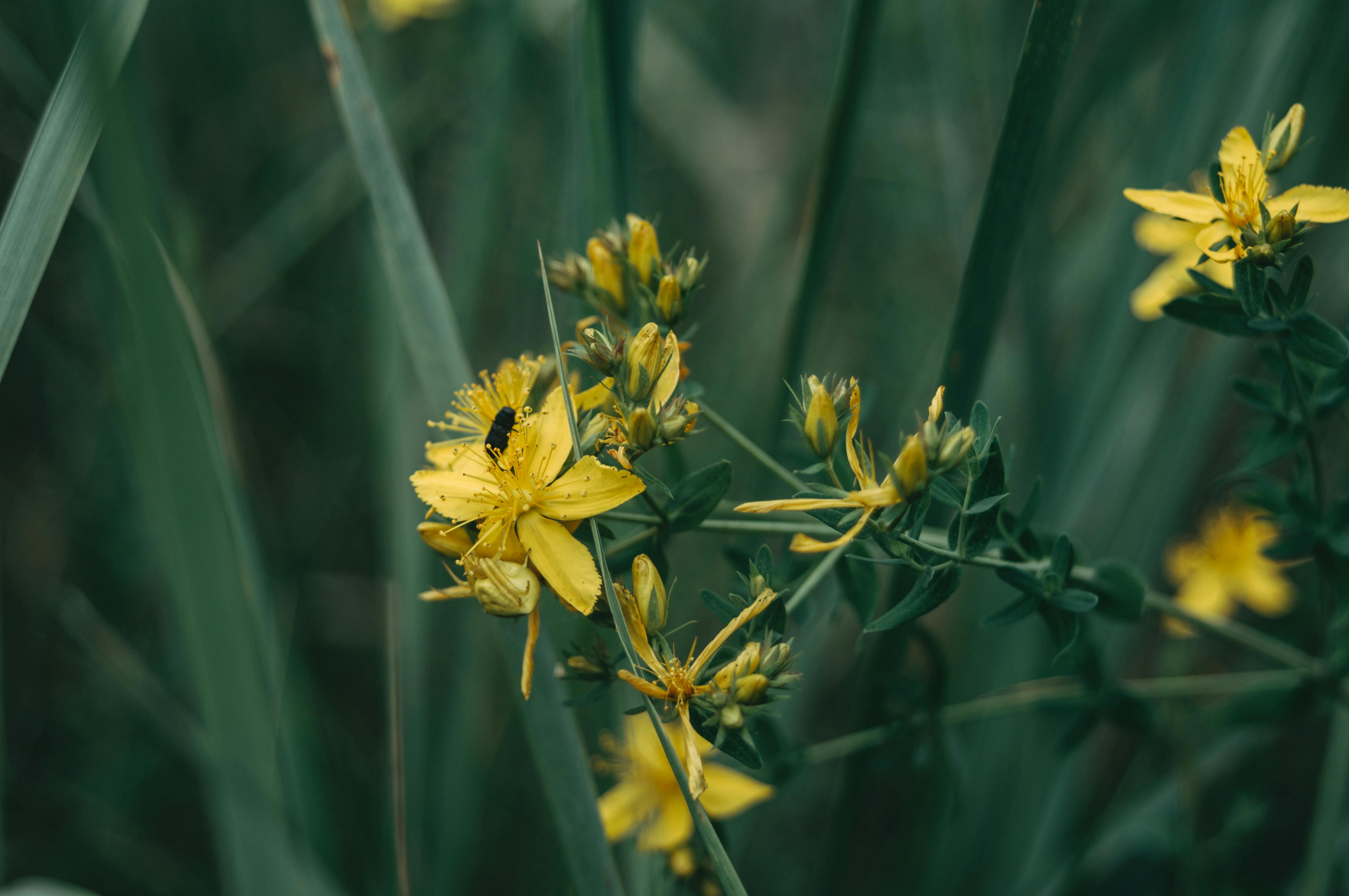 Hypericum Hirsutum Photos, Download The BEST Free Hypericum Hirsutum ...