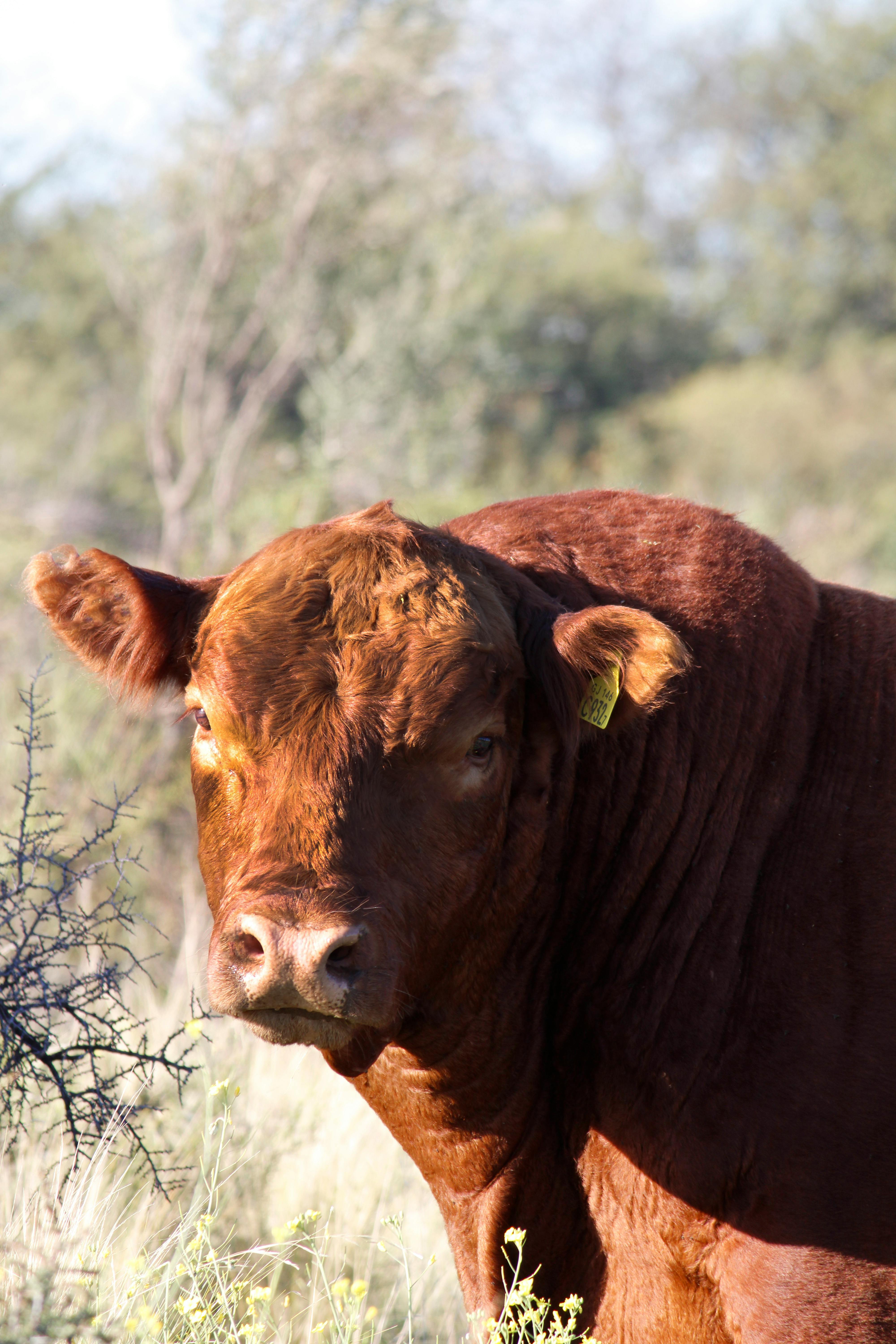Photo of a Gray Cow · Free Stock Photo