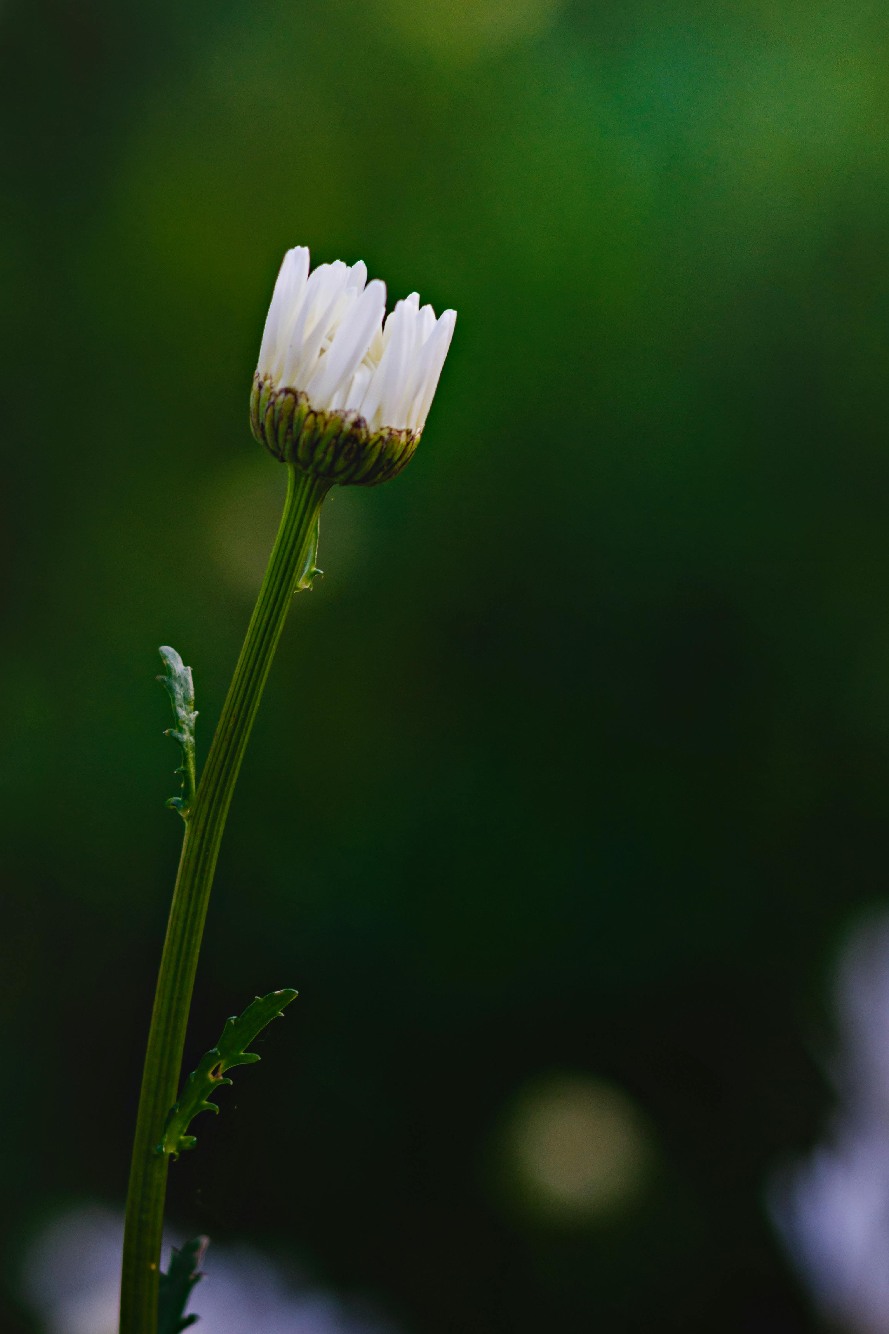 White Flower on a White Background · Free Stock Photo