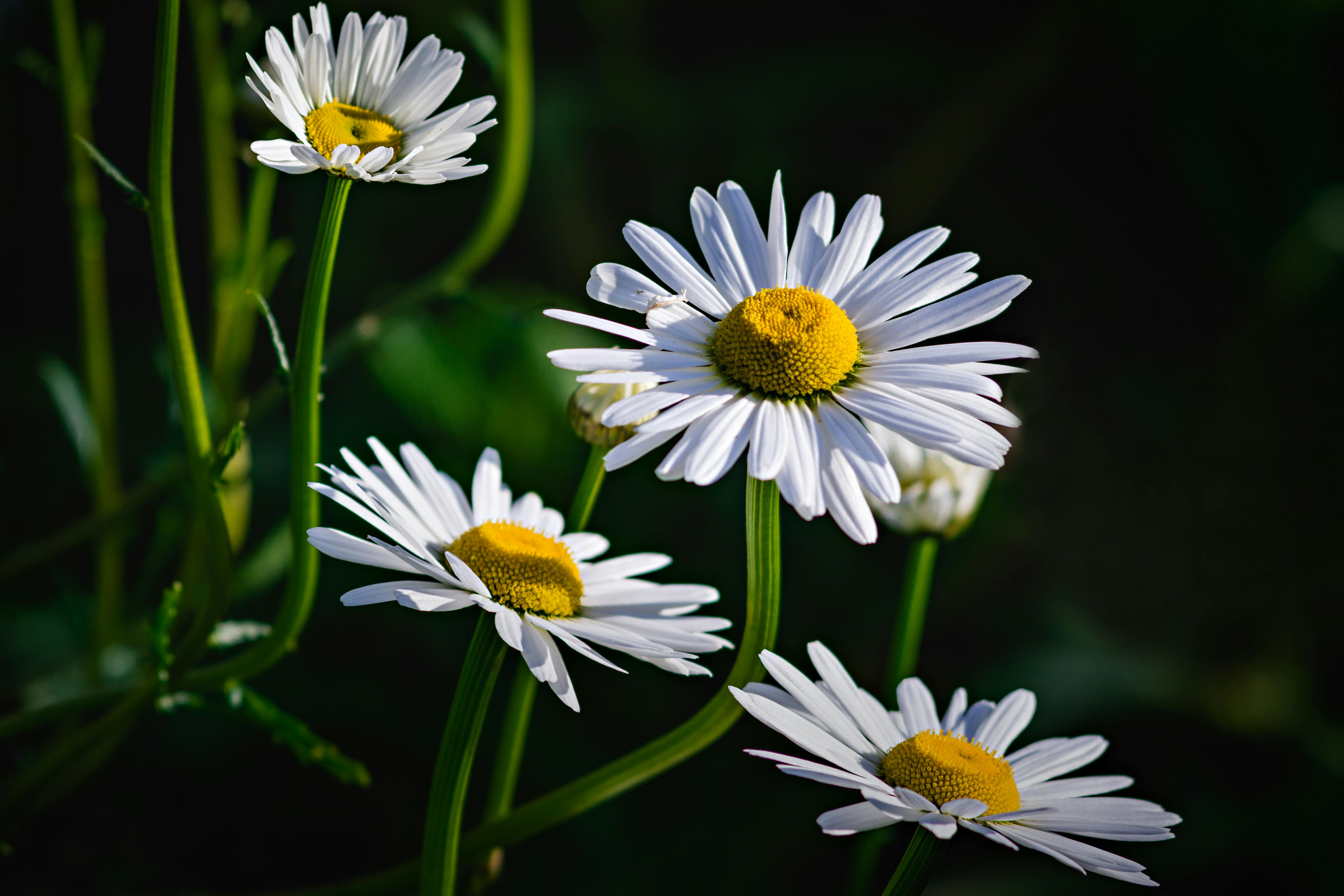 Top View of Daisies · Free Stock Photo
