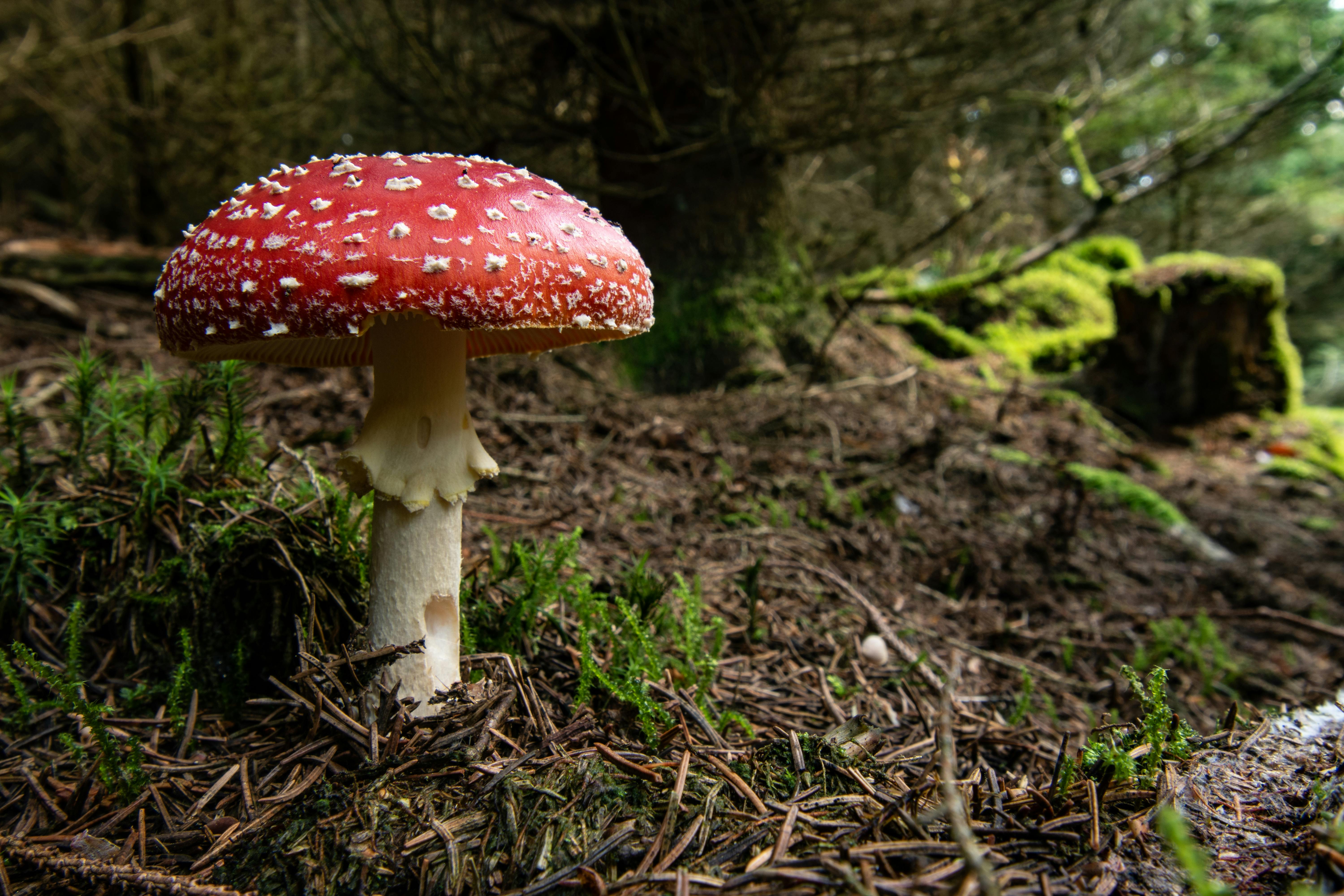 Close-Up Photo of a White and Red Toadstool · Free Stock Photo