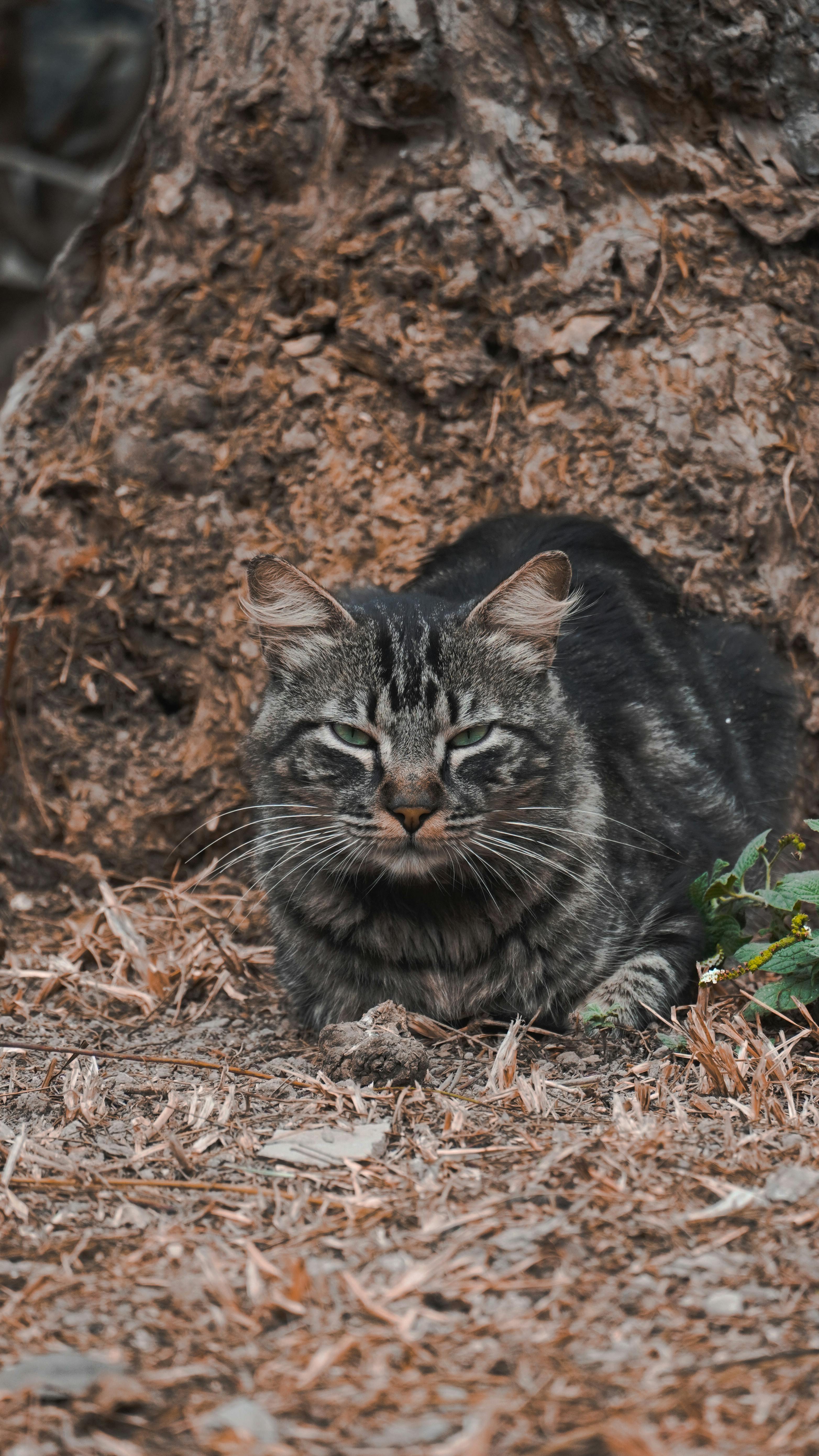 Black and Gray Cat Beside Green Plants · Free Stock Photo