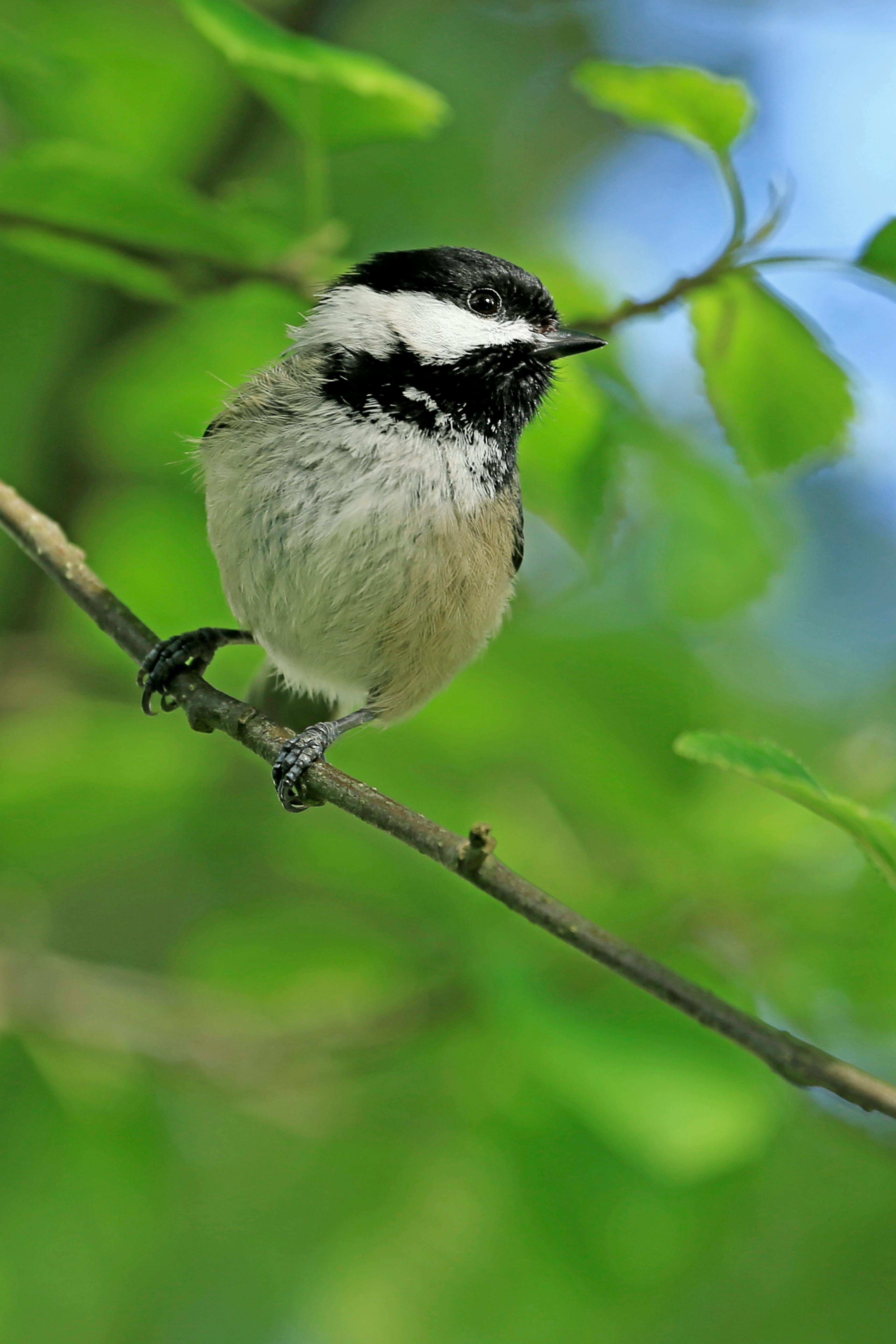 Chickadee Photos, Download The BEST Free Chickadee Stock Photos & HD Images