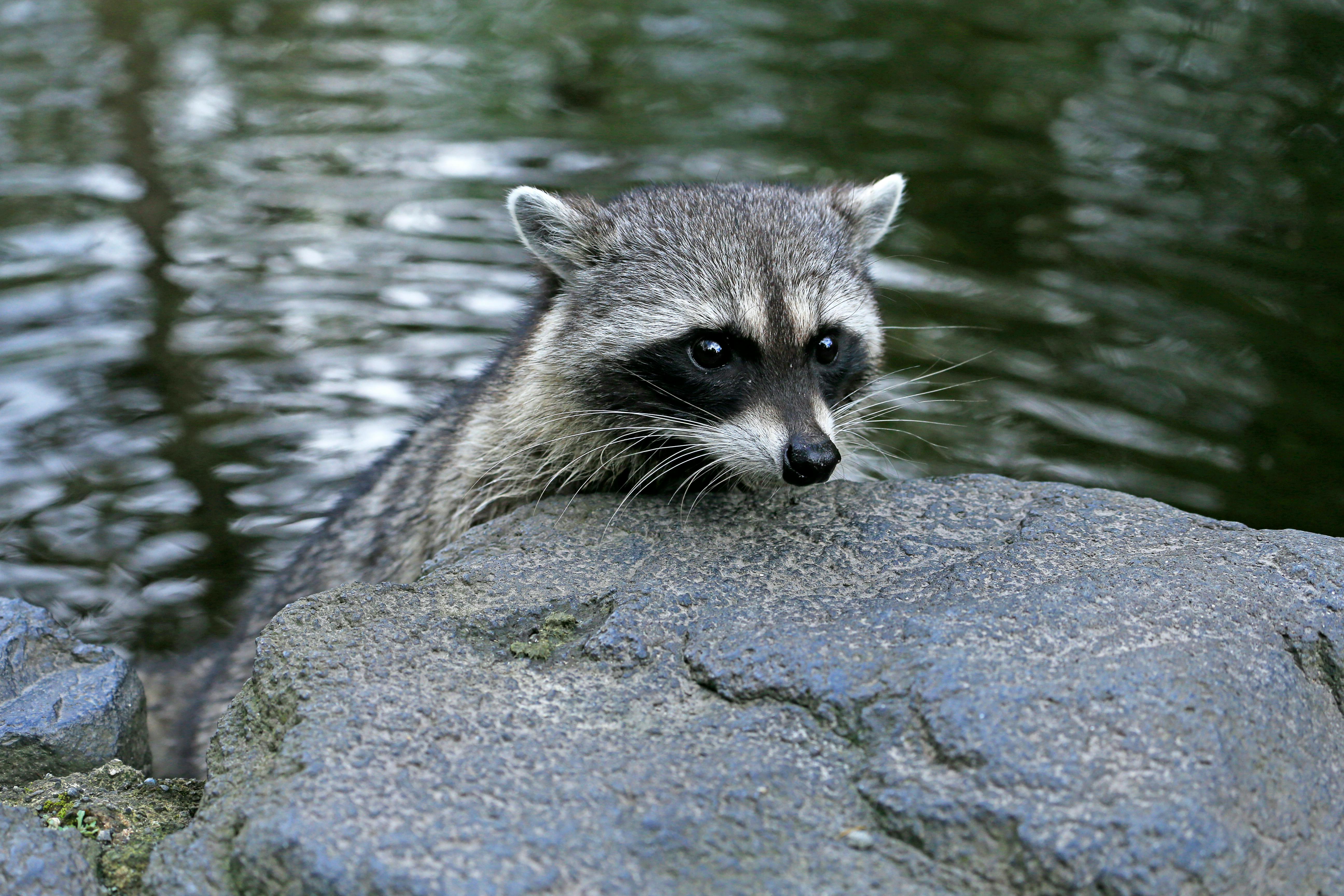 Gray and White Raccoon on Gray Rock · Free Stock Photo