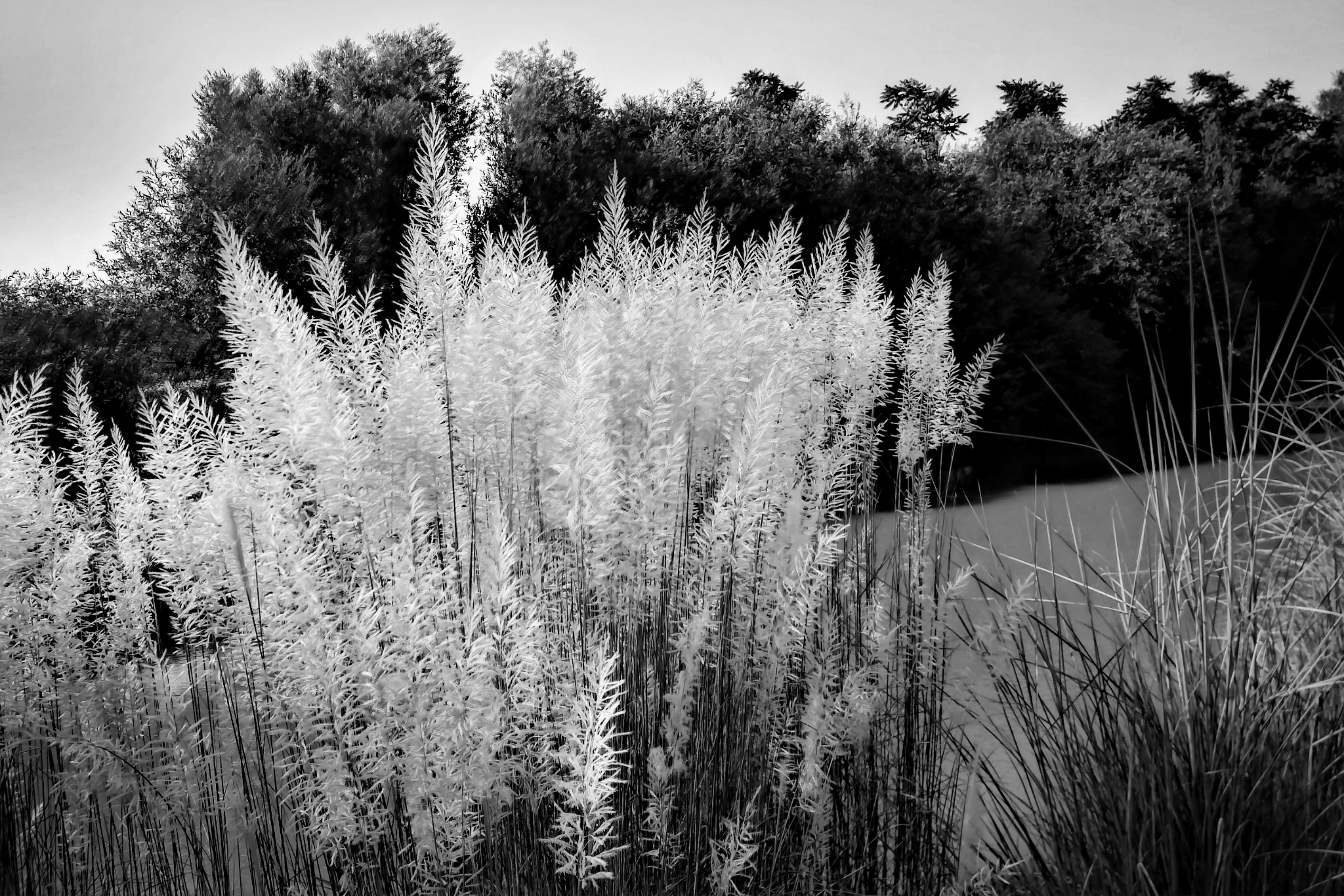 Grayscale Photograph of Grass · Free Stock Photo