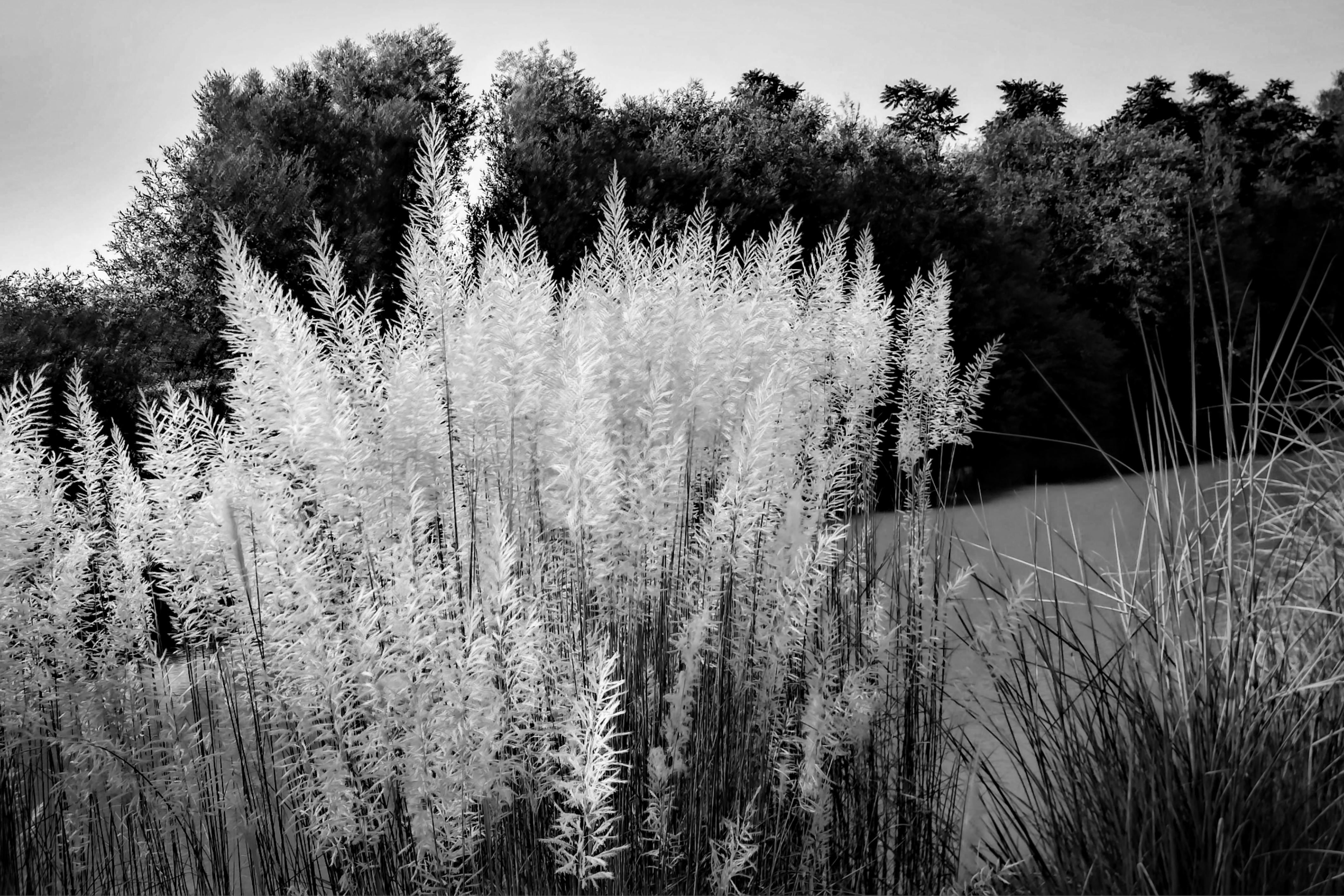 Grayscale Photograph of Grass · Free Stock Photo