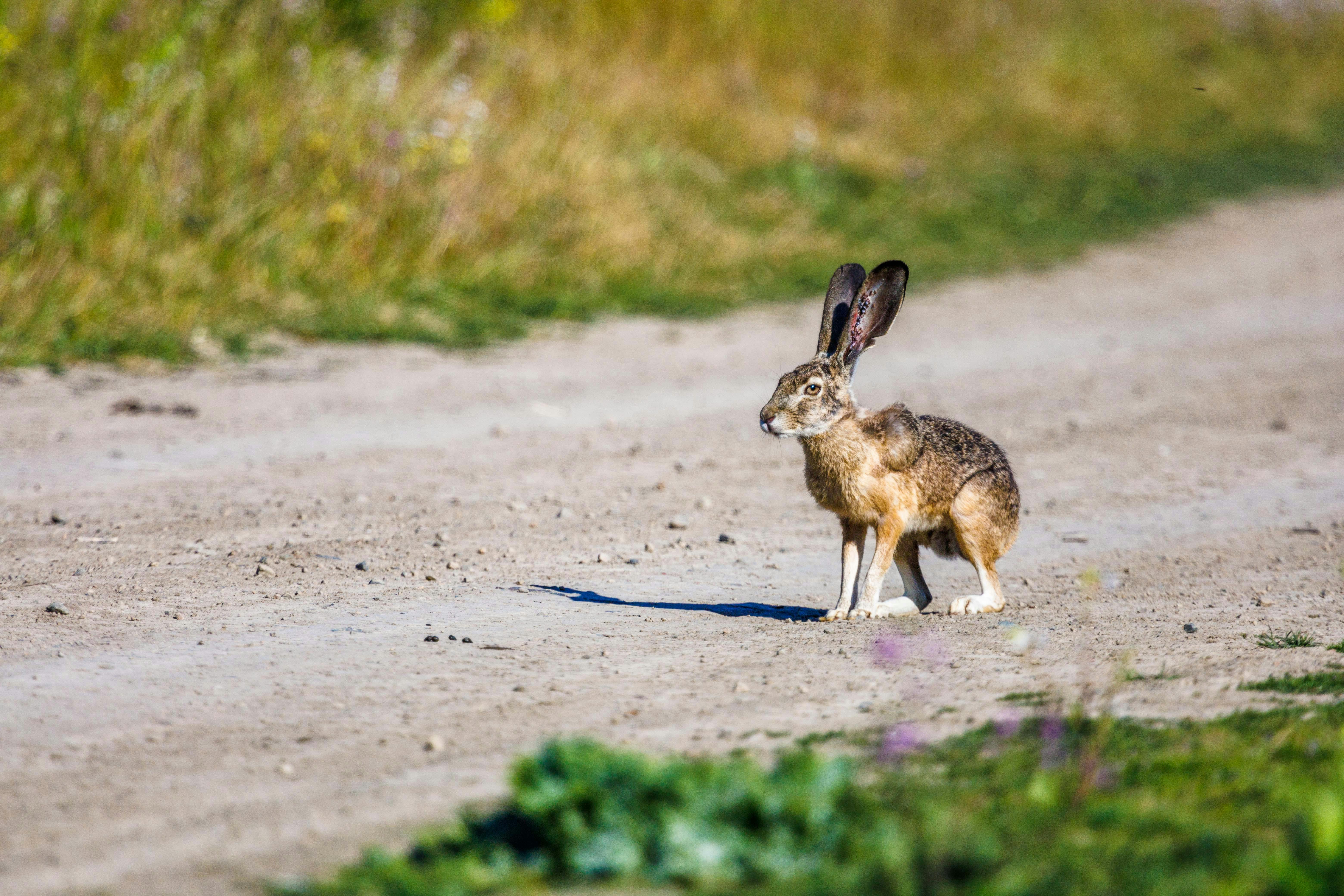 Photograph of a Hare · Free Stock Photo