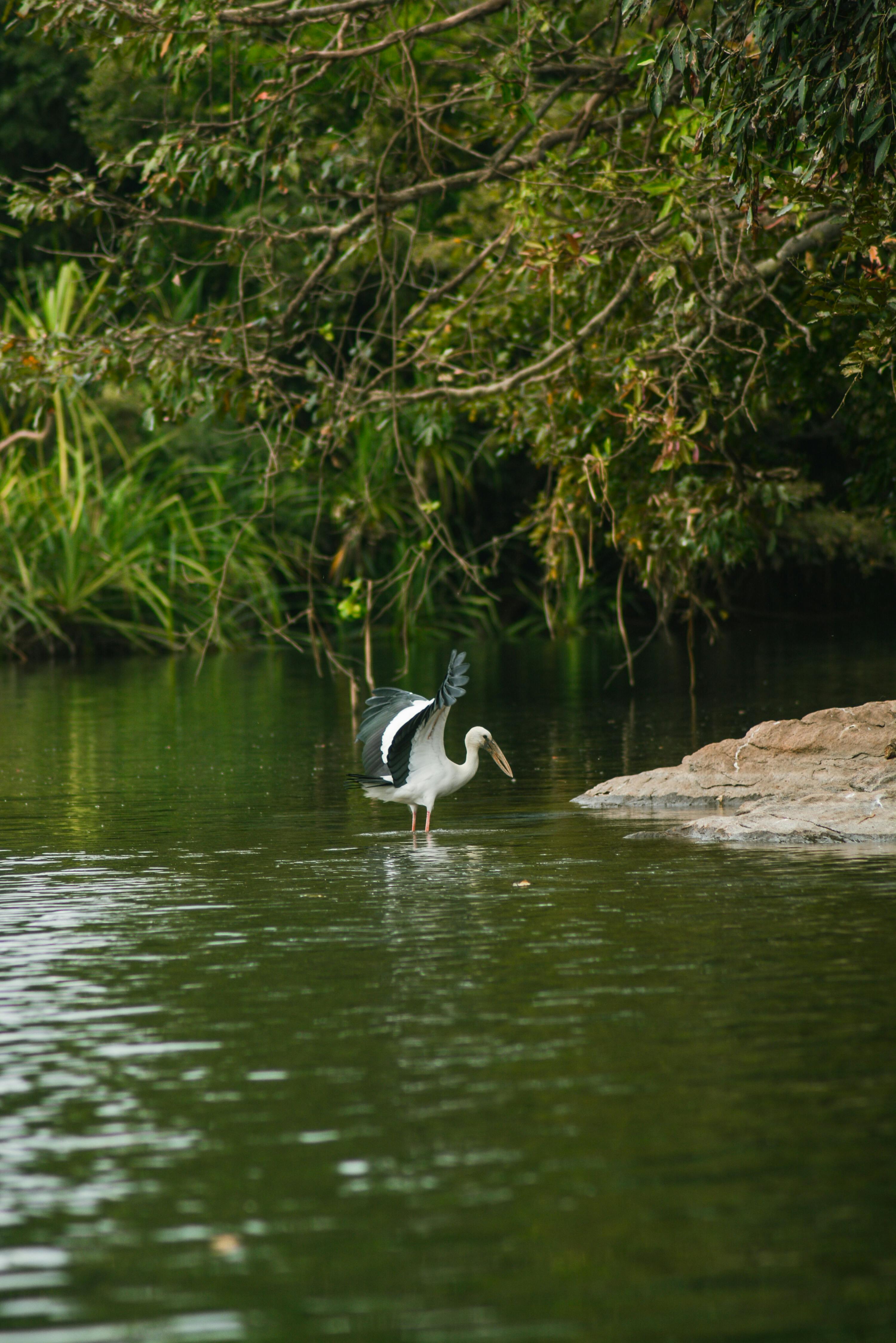 Photo of a Stork on the Water · Free Stock Photo