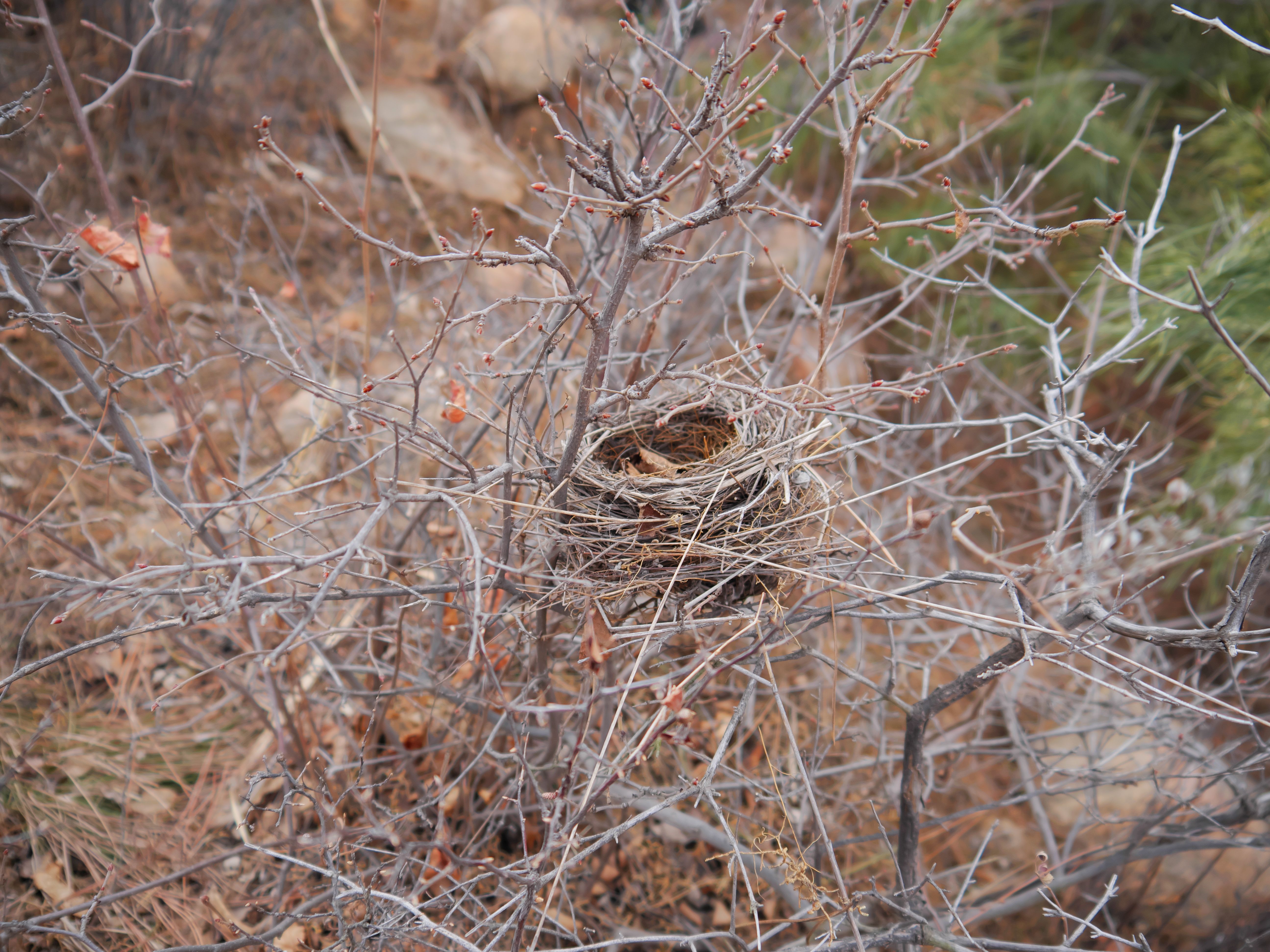 Close Up Photography of Bird Nest · Free Stock Photo