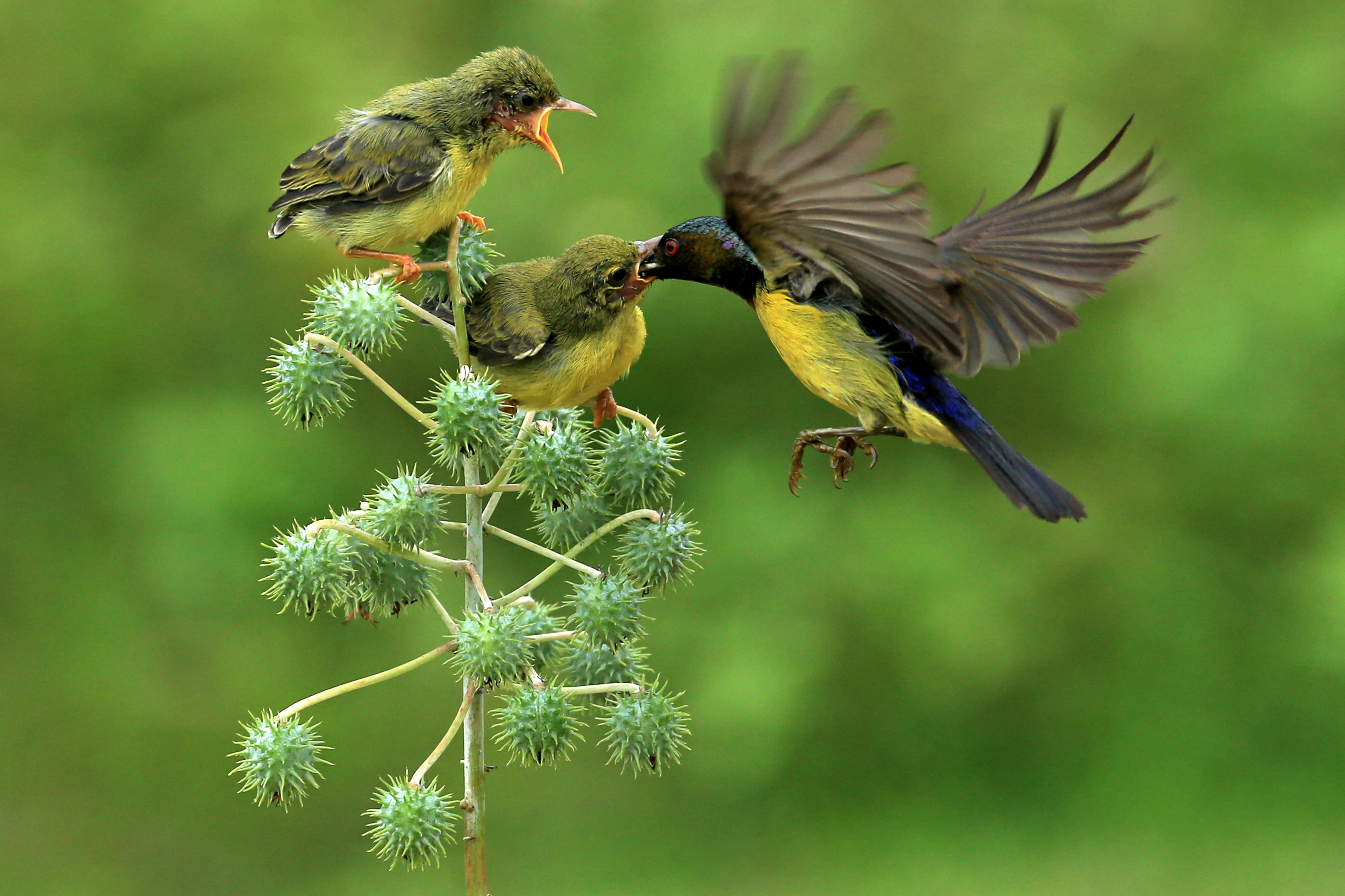 Animal Wallpapers Mother Bird