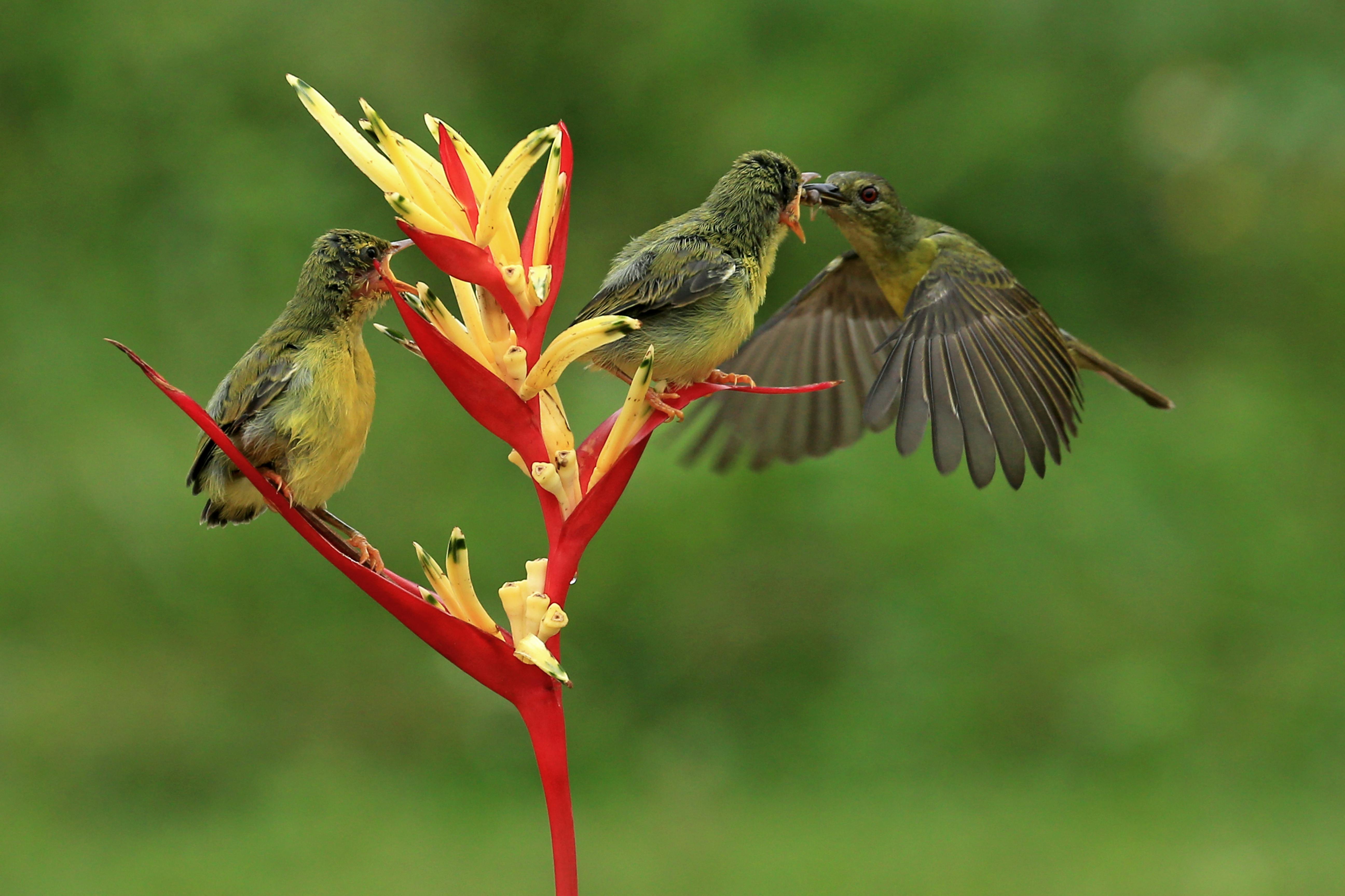 Birds And Flowers Photos, Download Free Birds And Flowers Stock Photos ...