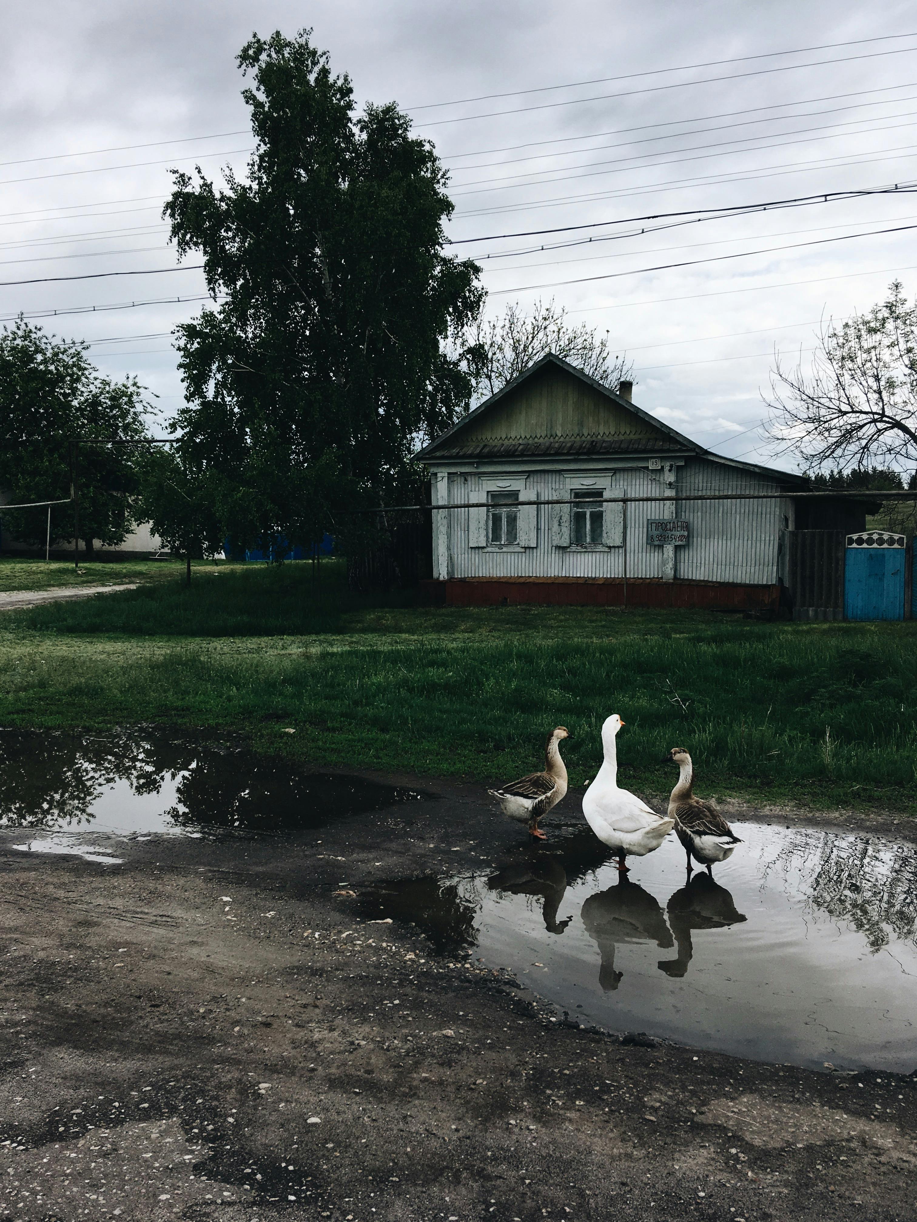 Photograph of Geese Near a House · Free Stock Photo