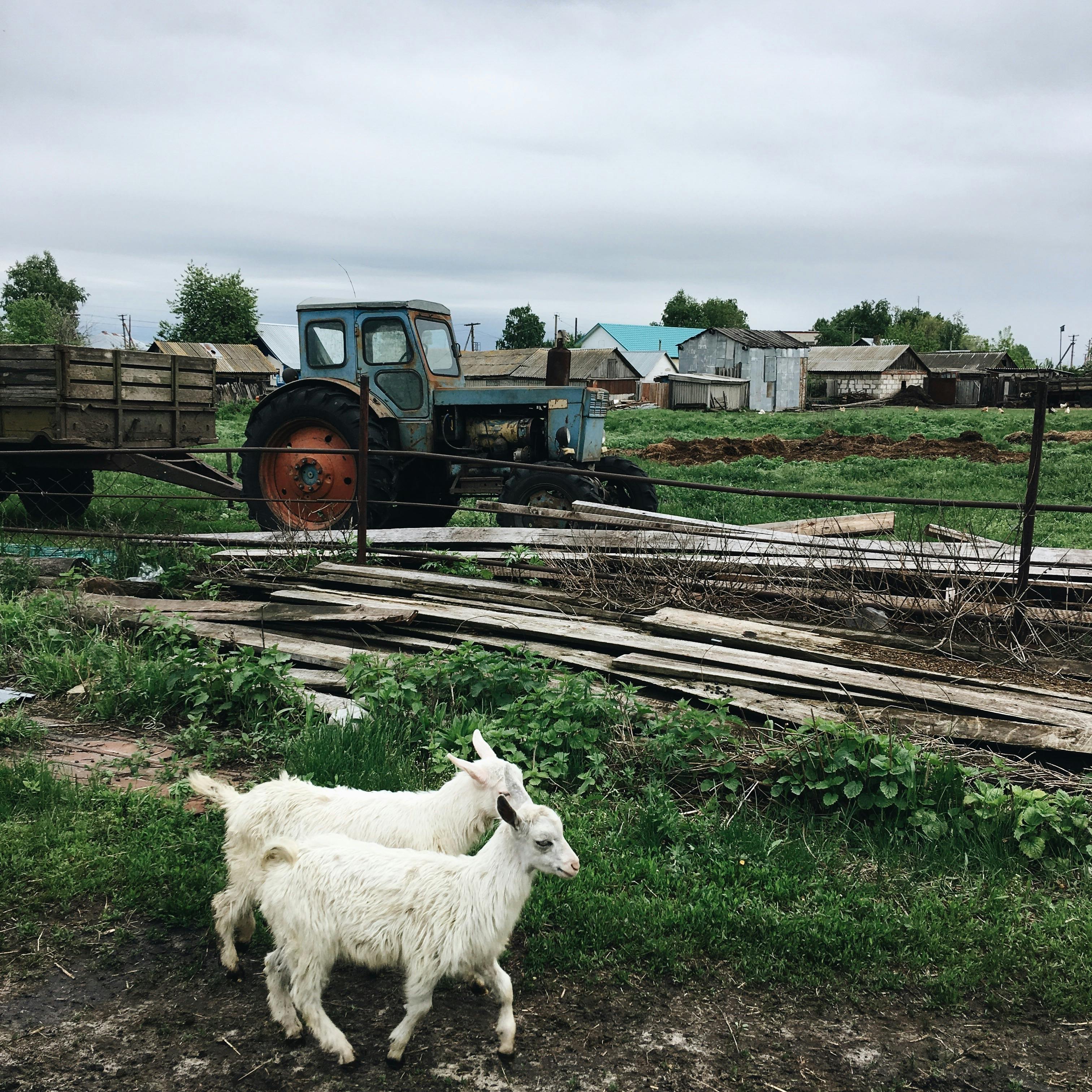 Farm Life Photos, Download The BEST Free Farm Life Stock Photos & HD Images