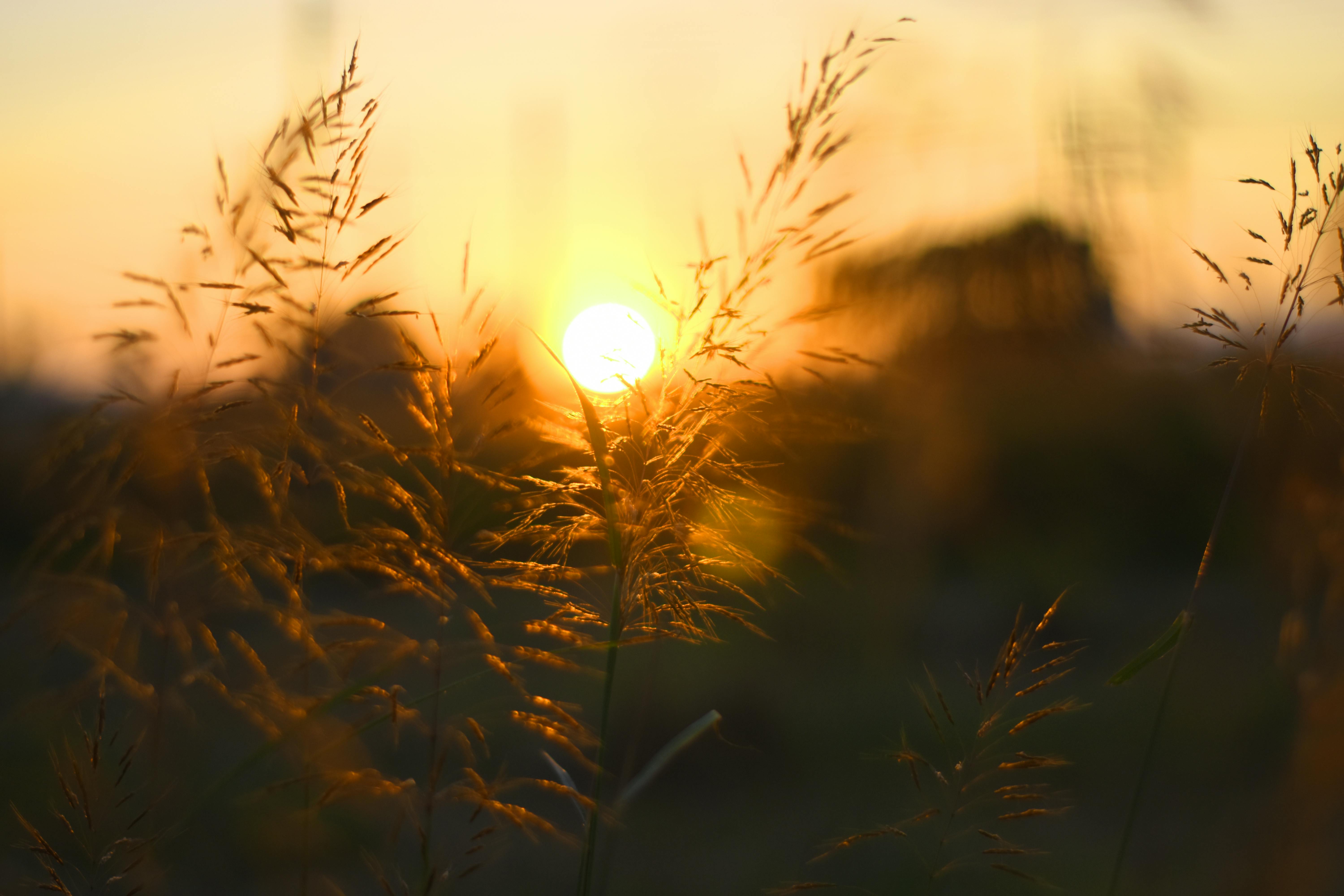Photograph of Grass during Sunrise · Free Stock Photo