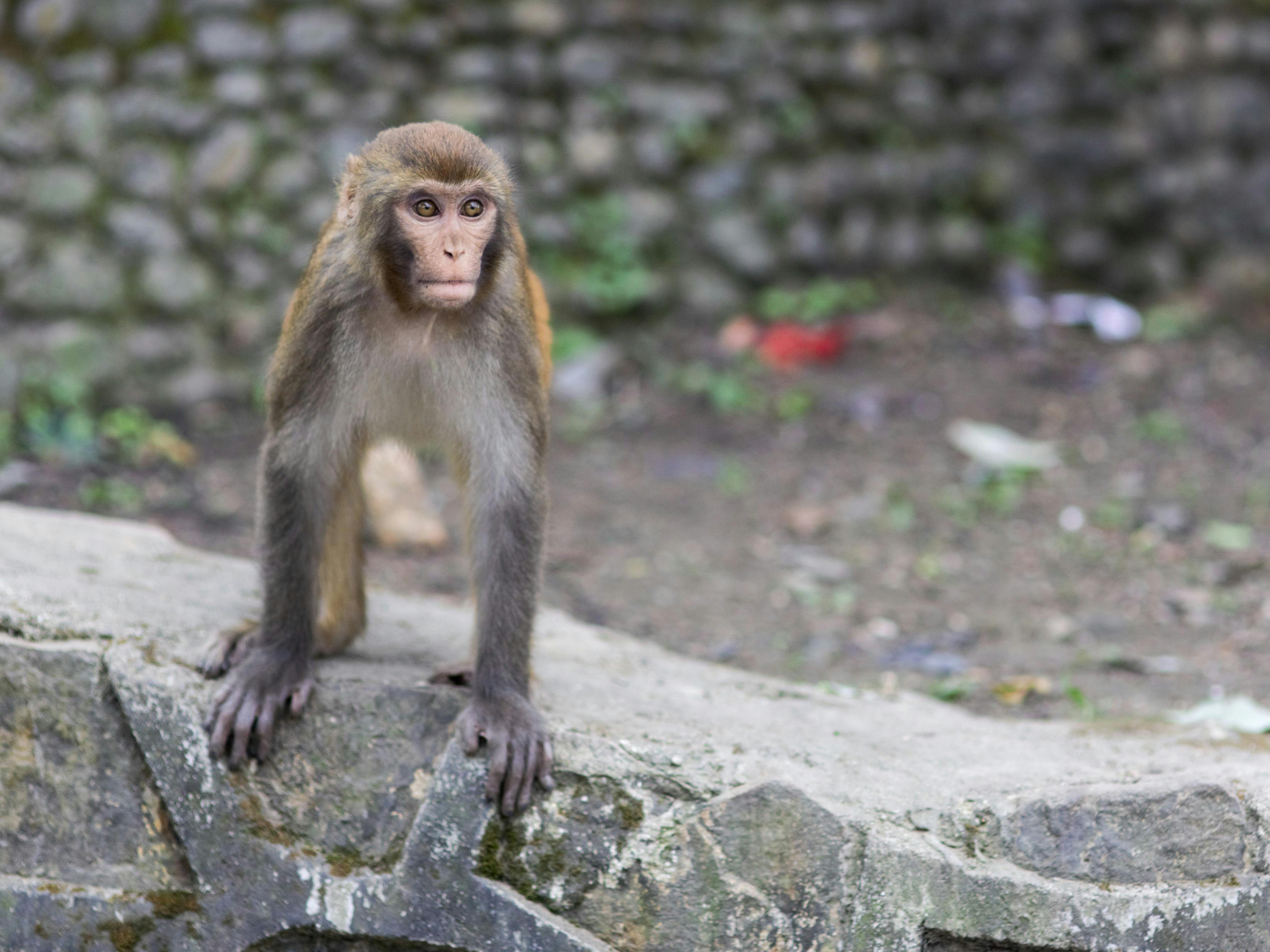 Brown Monkey Sitting on Gray Concrete Floor · Free Stock Photo