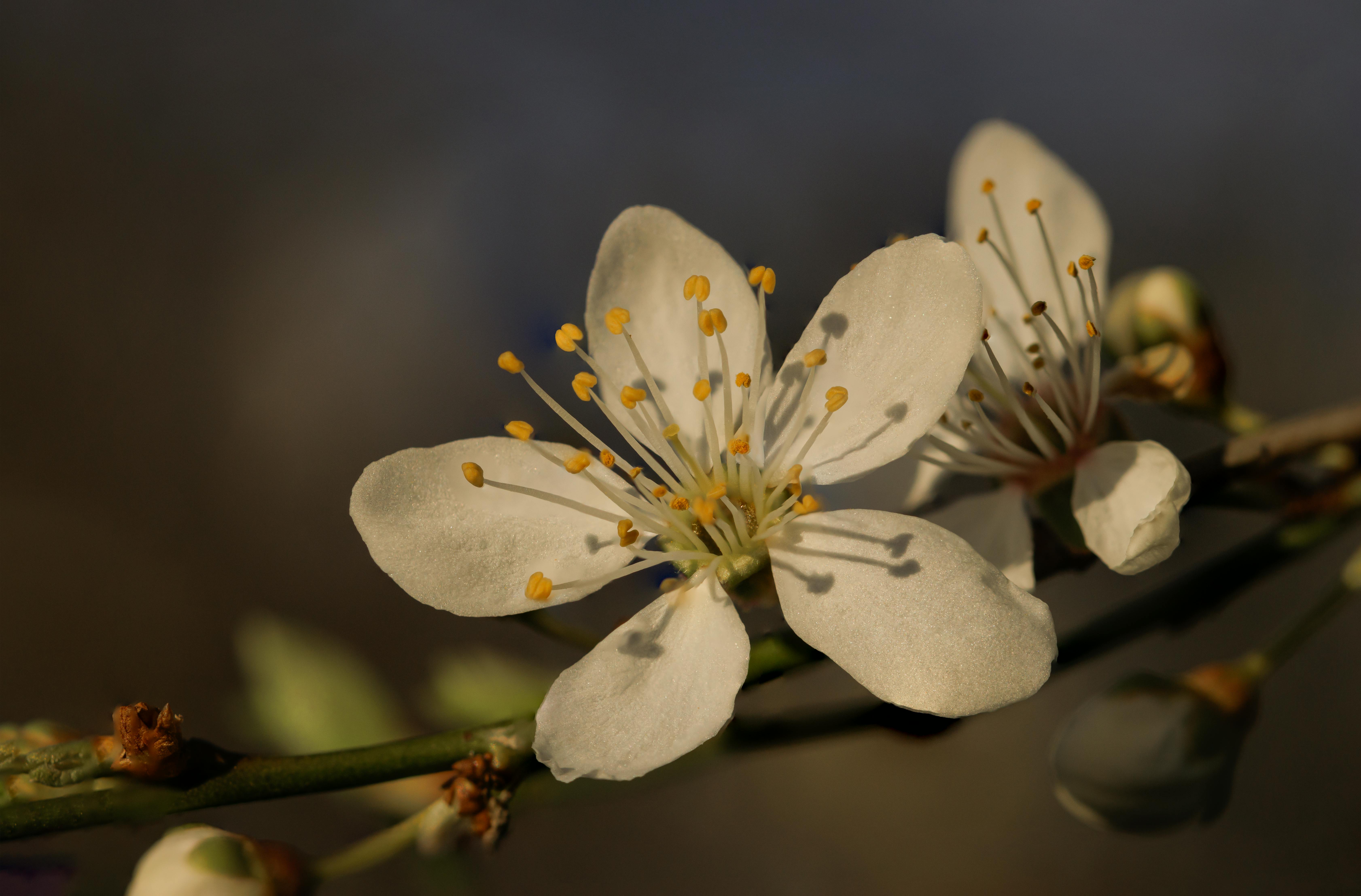 Photography of Tree Branches With Flowers · Free Stock Photo
