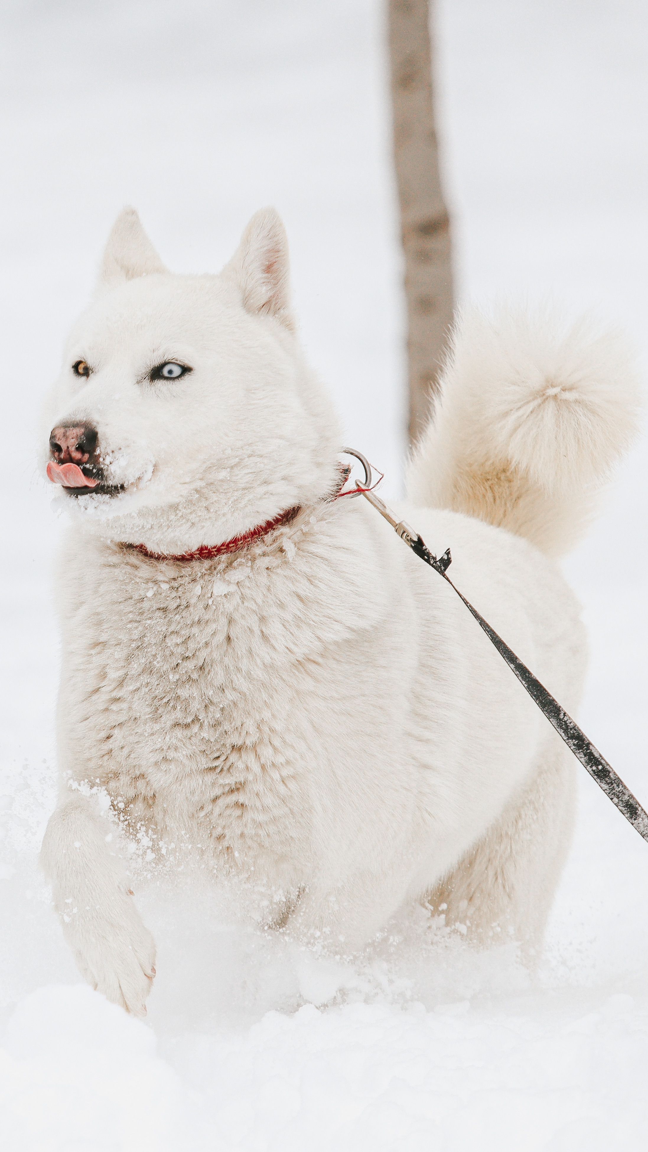 White Dog in Snow · Free Stock Photo